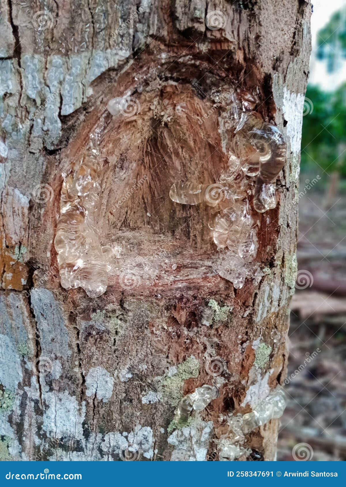 The Resin Sap that is Ready To Be Harvested by the Community Stock ...
