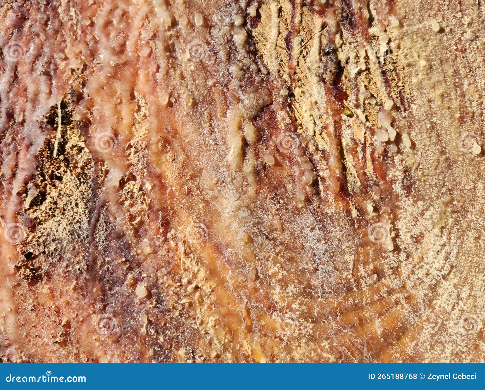 Resin Texture Oozing from a Pruned Pine Tree Snag Stock Photo - Image ...