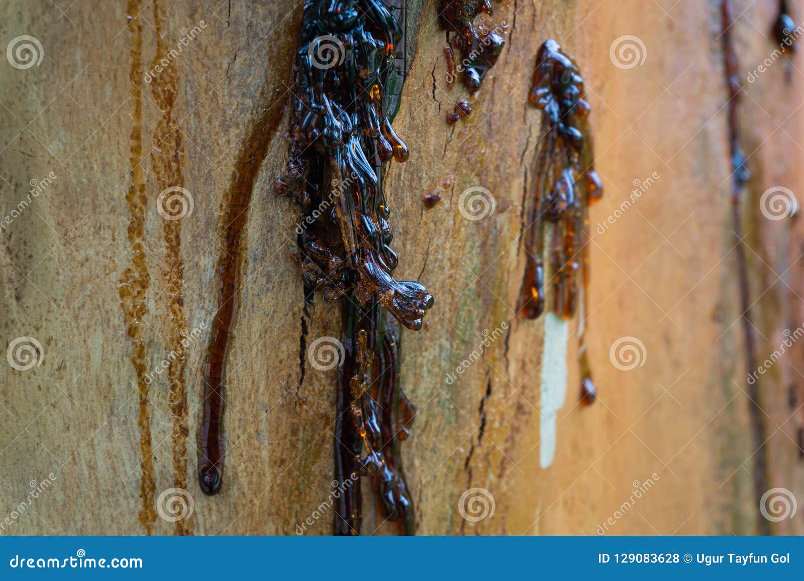 Resin of a an old tree stock photo. Image of biology - 129083628