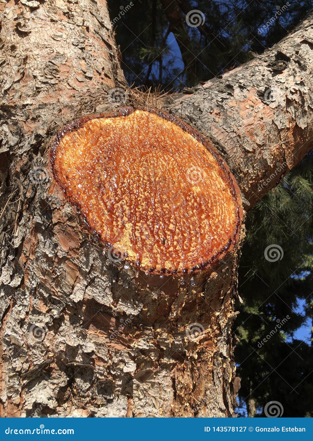 Resin on the tree stock image. Image of material, brown - 143578127