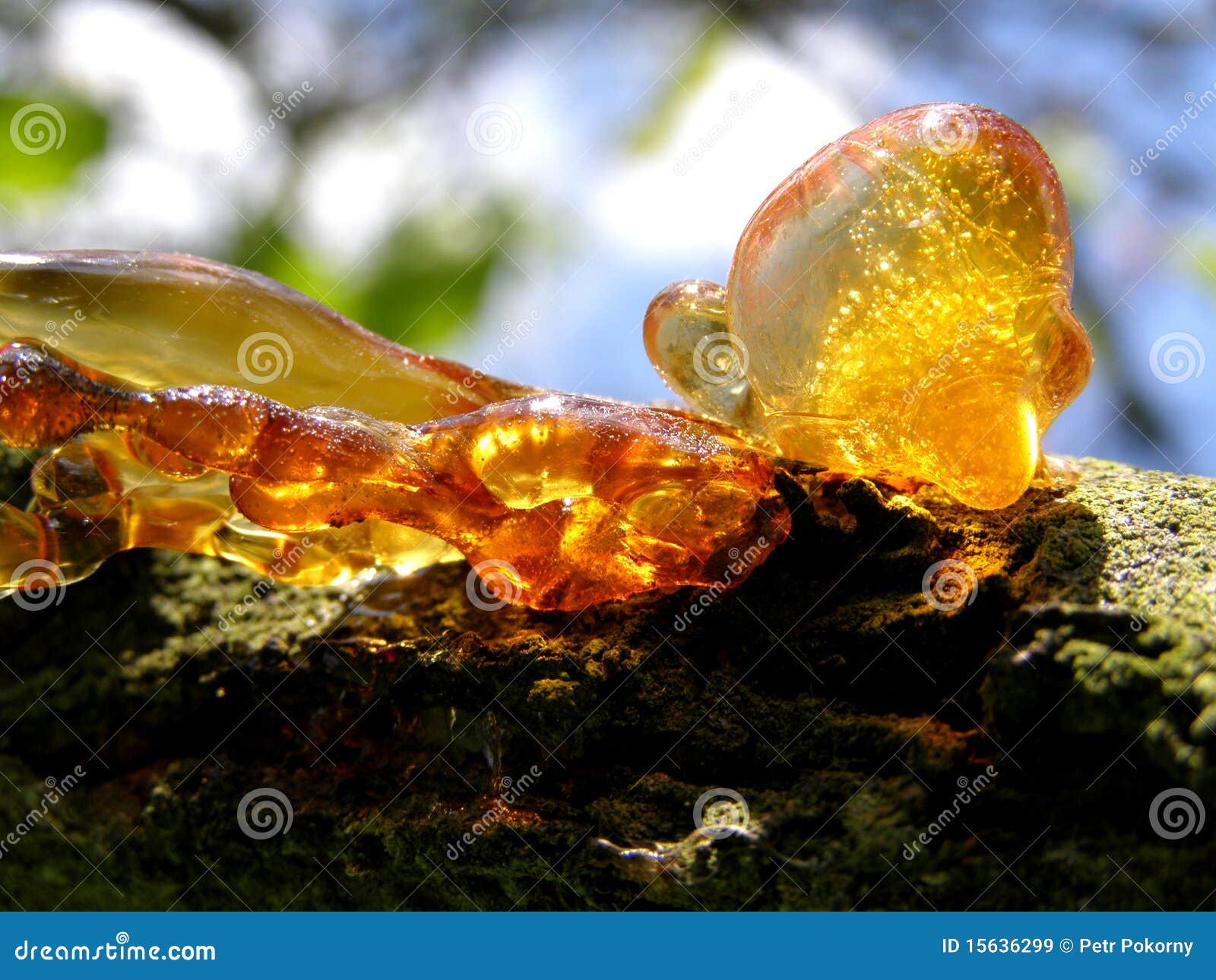 Resin of the tree stock image. Image of beautiful, contrastive - 15636299