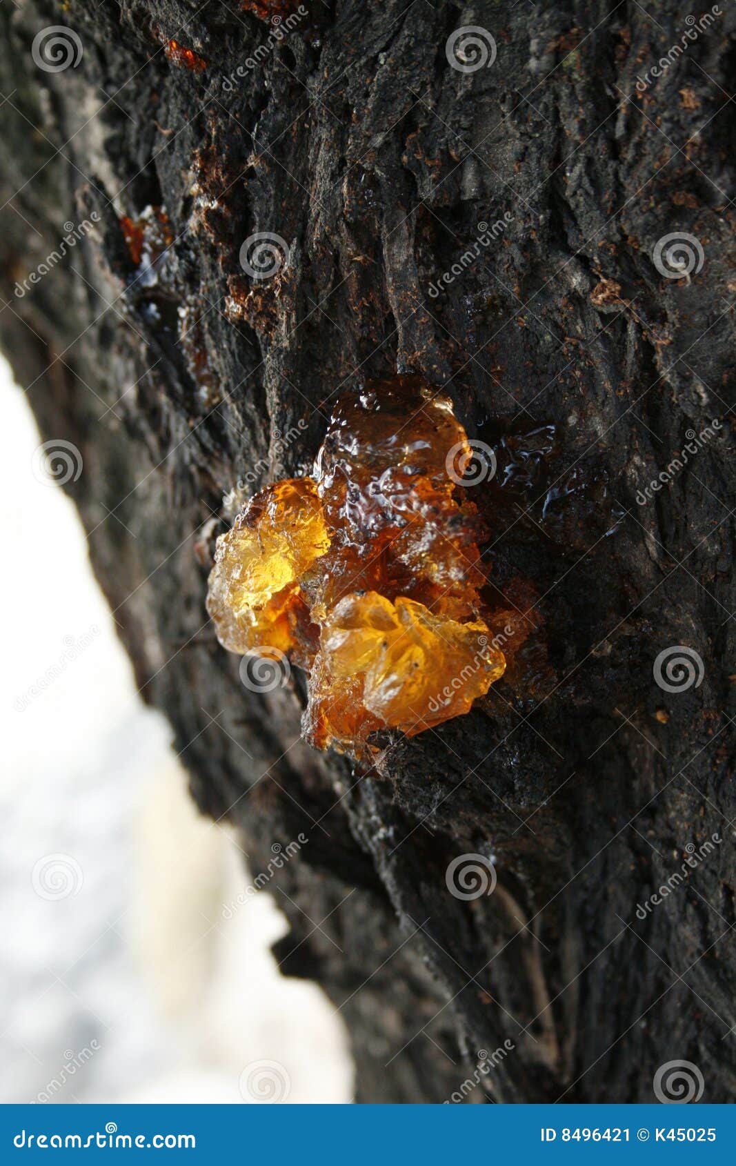 Resin on the tree stock image. Image of aging, wood, resin - 8496421