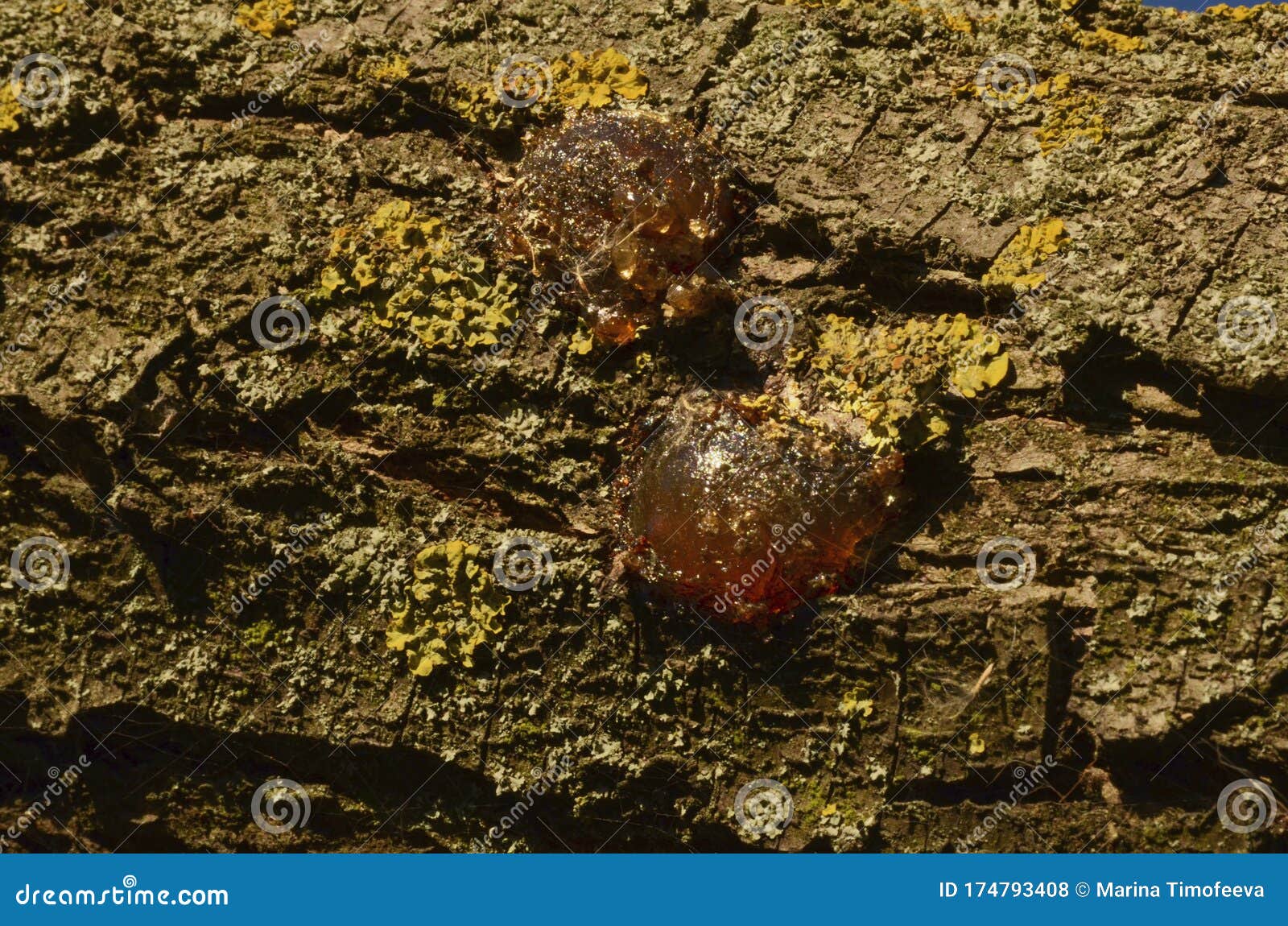 Resin on a Tree. Amber Drops Close-up Stock Photo - Image of moving ...
