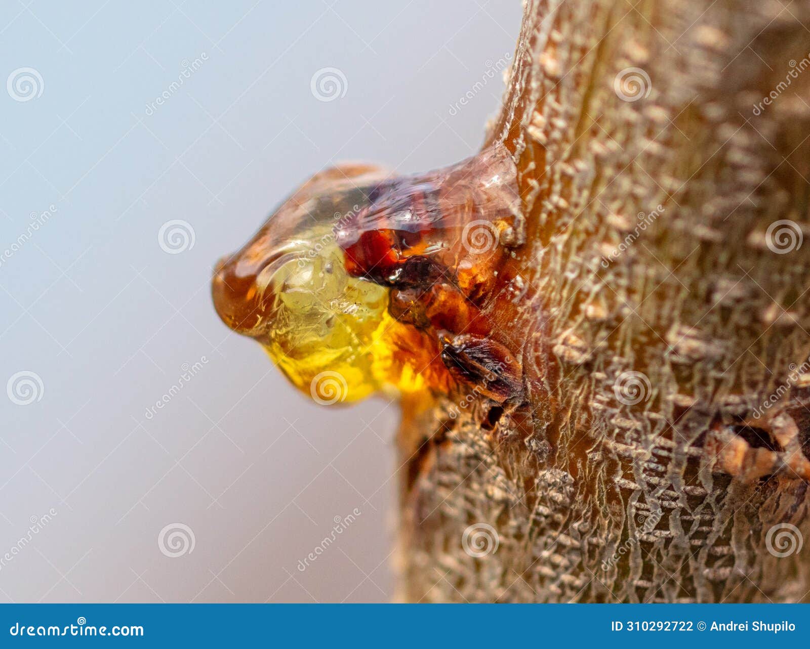 Resin on tree bark. Macro stock photo. Image of tree - 310292722