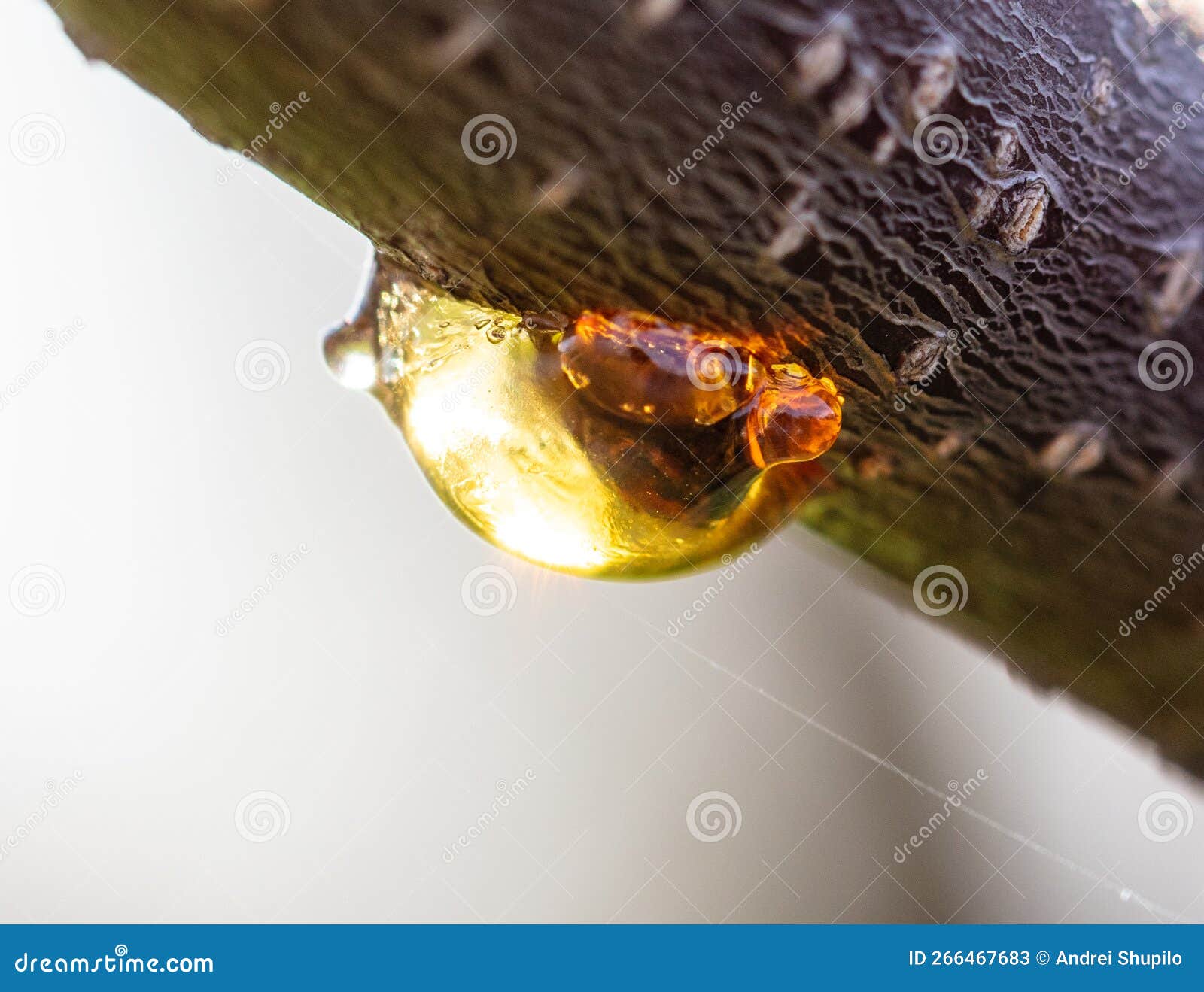 Resin on a Tree Branch in Spring. Stock Image - Image of nature, resin ...