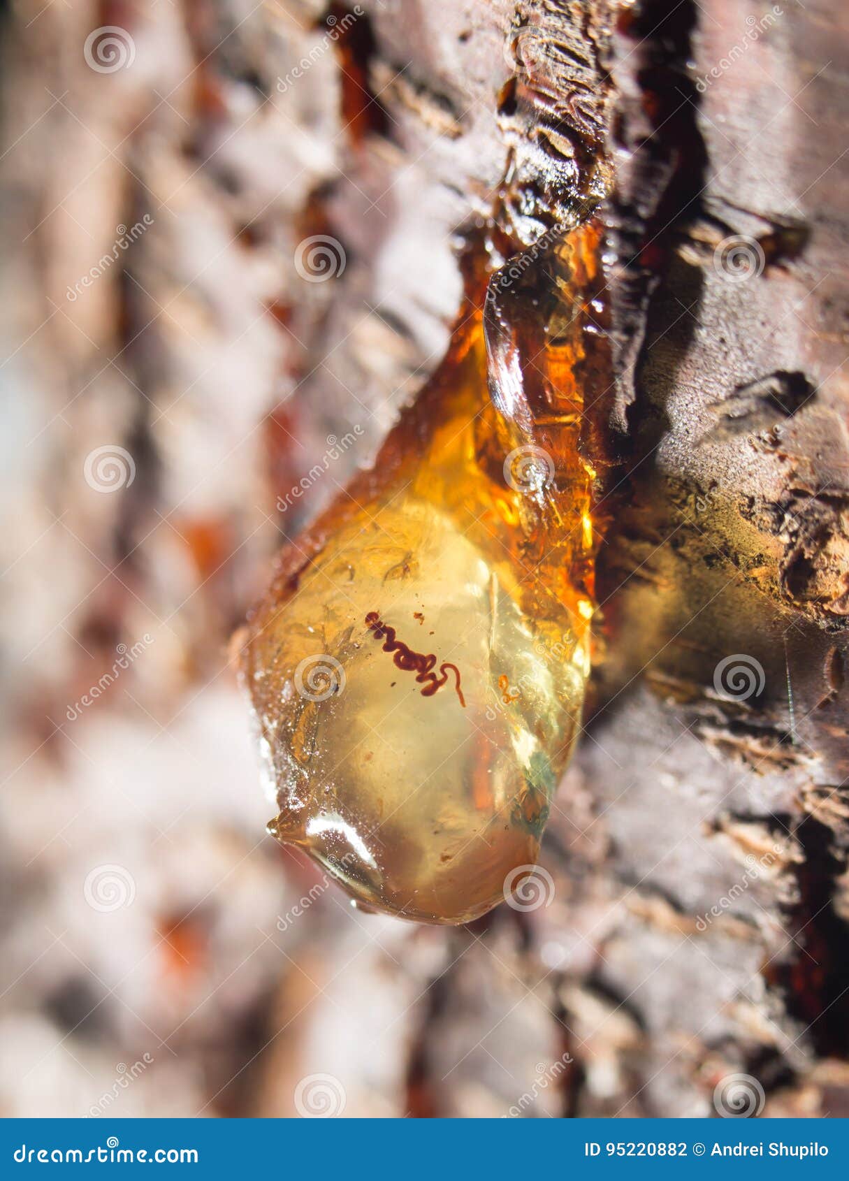 Resin on the tree. close stock photo. Image of rosin - 95220882