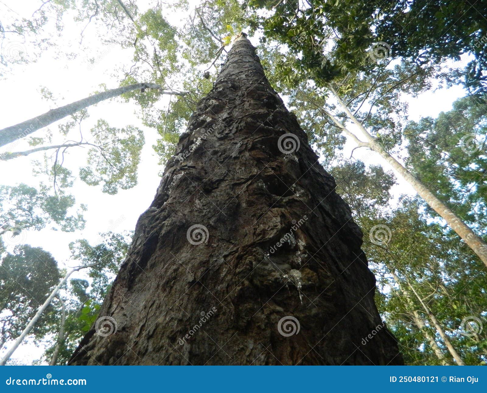 Resin Tree in Forest stock image. Image of trunk, sculpture - 250480121