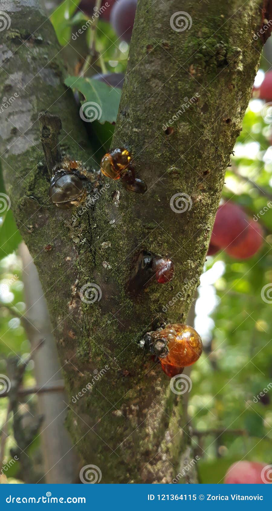 Resin on tree stock image. Image of amber, biology, tree - 121364115