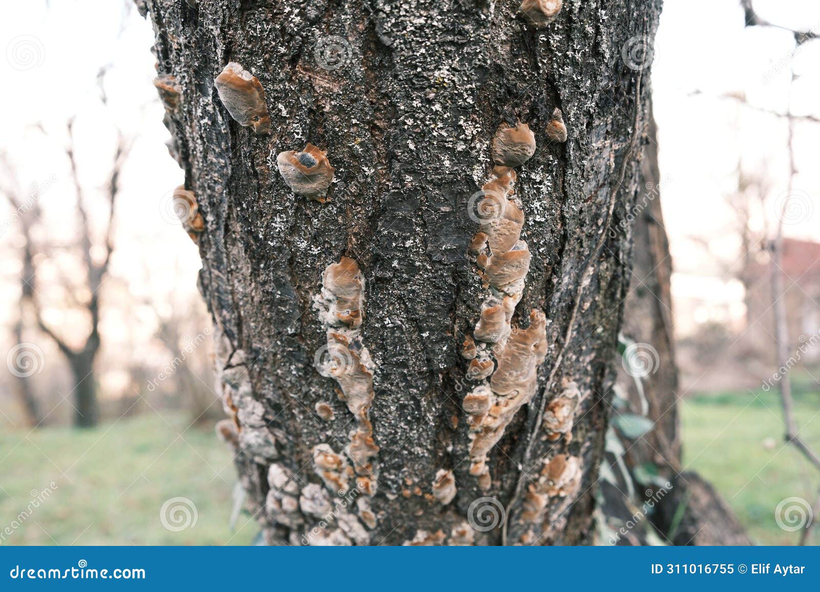 Resin on the Tree Trunk, Brown and White Colored Solidified Resin Stock ...