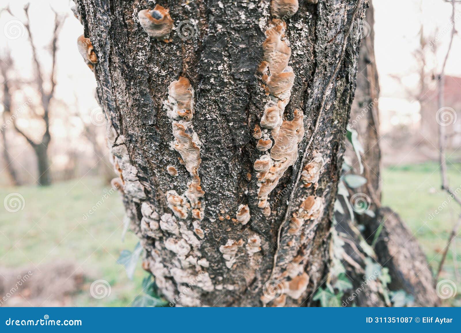 Resin on the Tree Trunk, Brown and White Colored Solidified Resin Stock ...