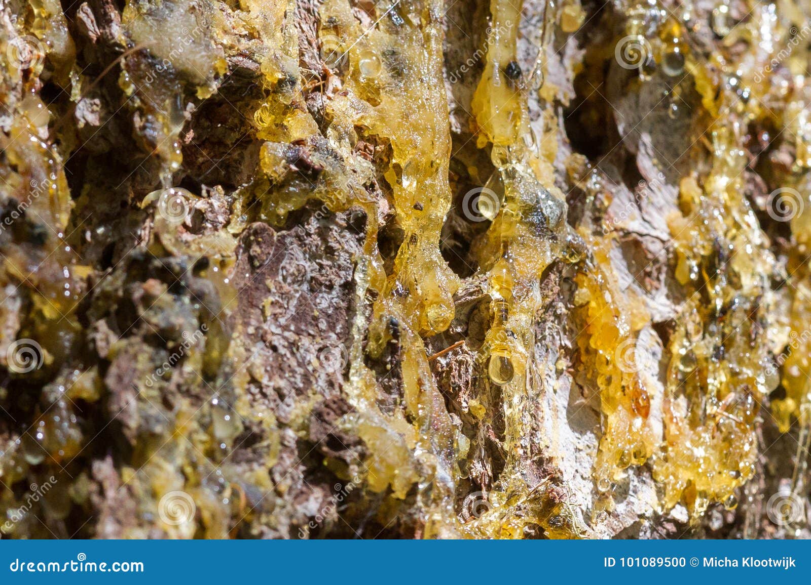 Resin on tree trunk stock photo. Image of plant, vibrant - 101089500