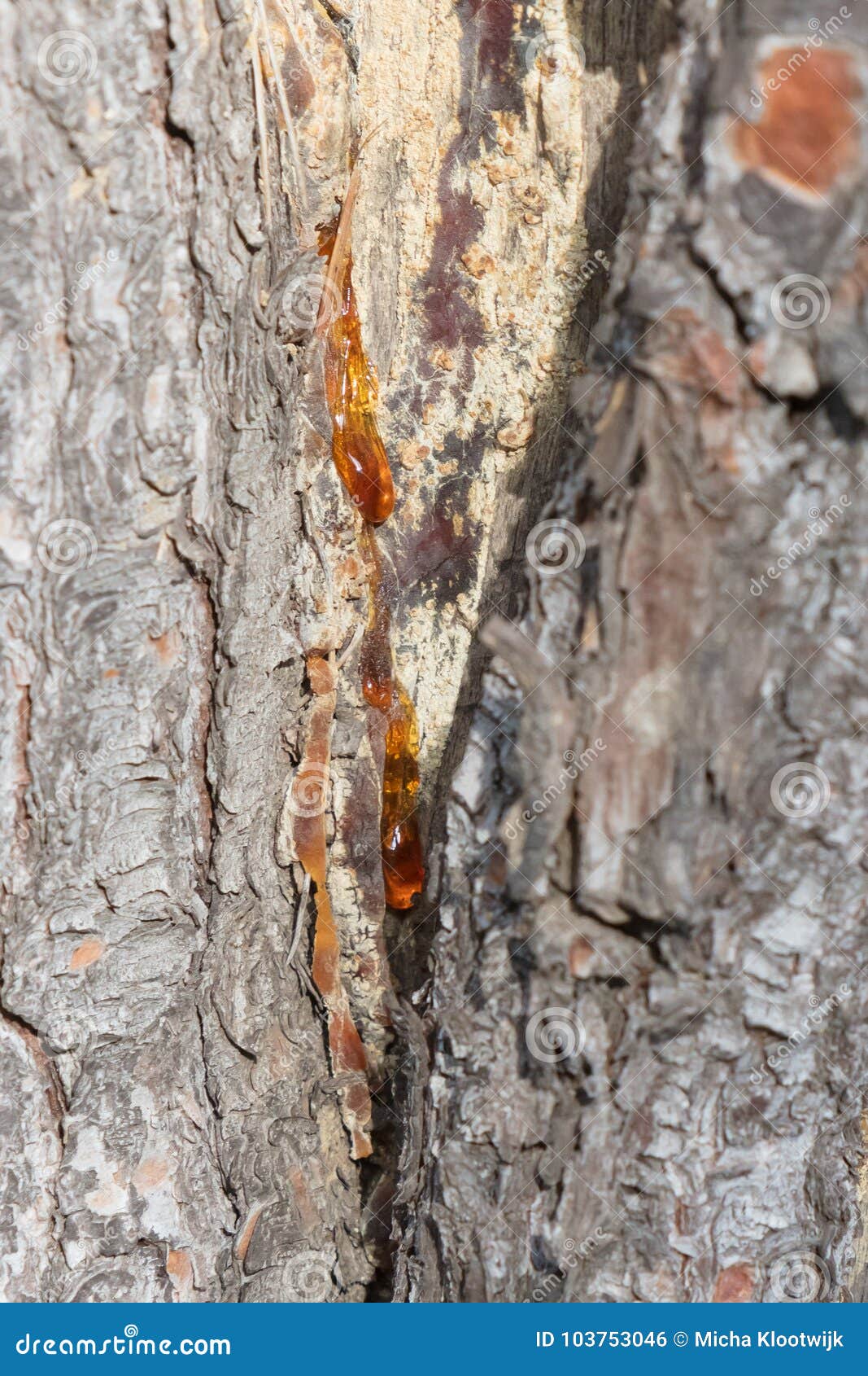 Resin on tree trunk stock photo. Image of amber, herbal - 103753046