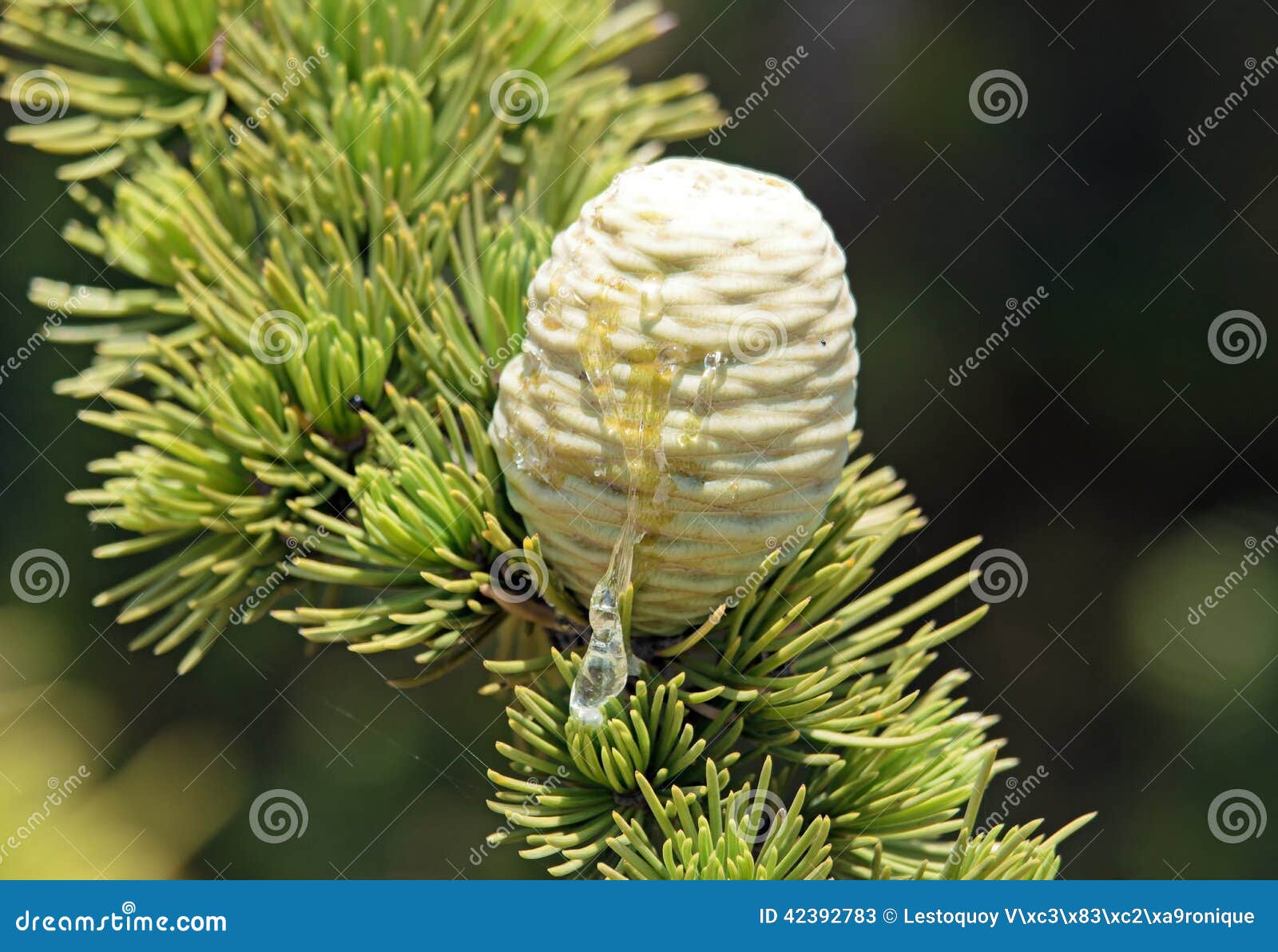 Resina della pigna immagine stock. Immagine di sedute - 42392783