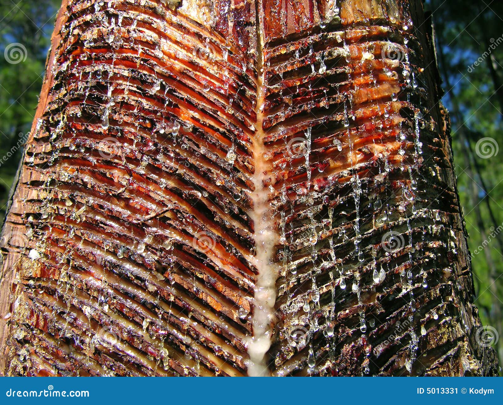 Resine Collected from Pine Tree Stock Image - Image of glue, production ...