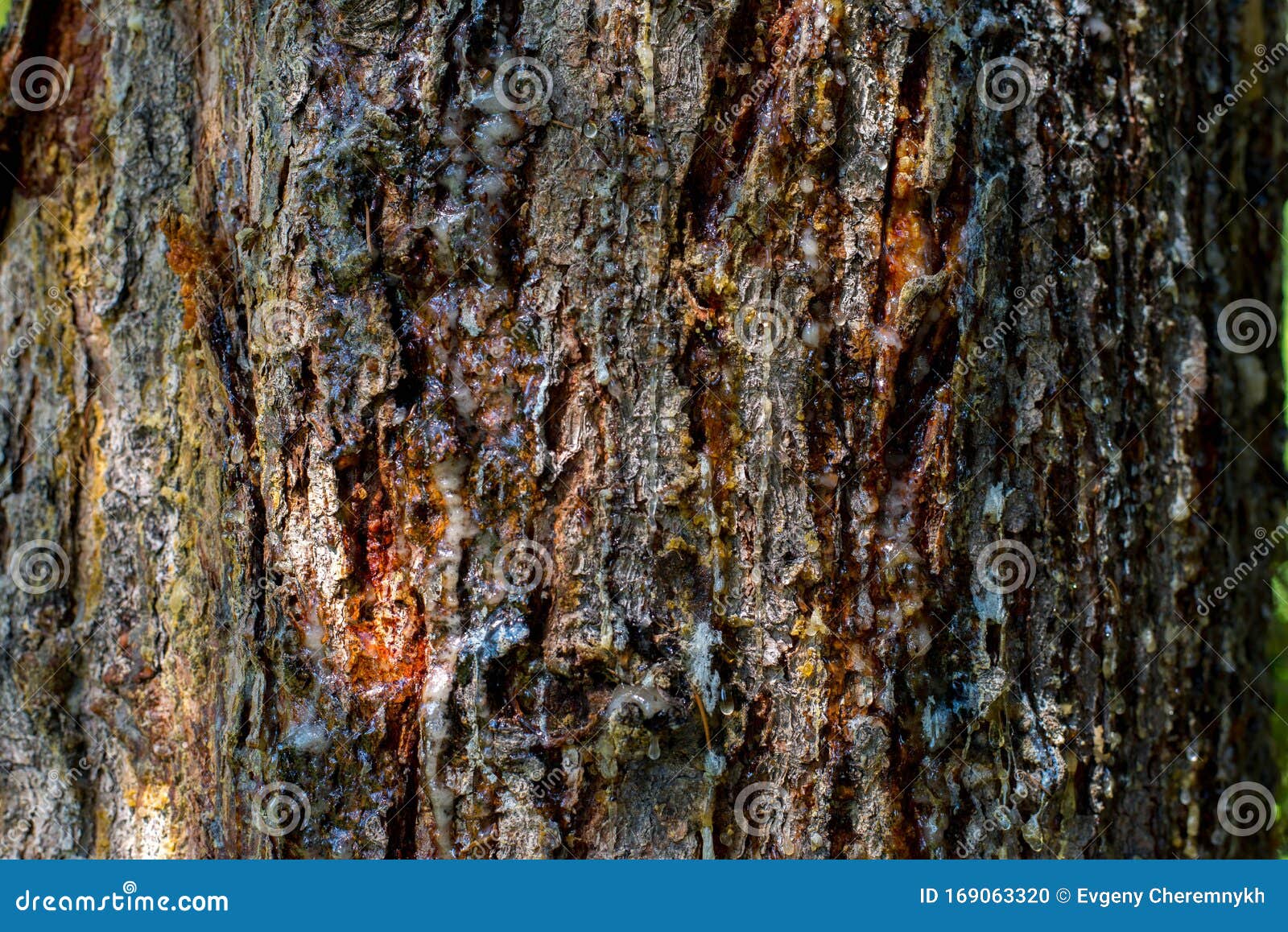 Resin tree bark stock photo. Image of resinous, texture - 169063320