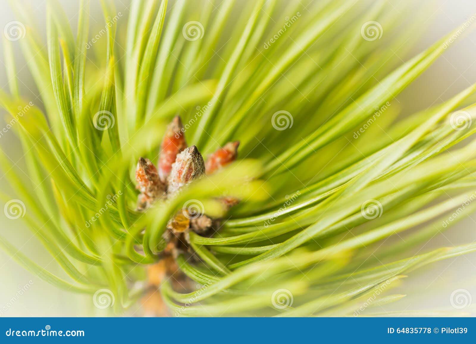 Resinous pine buds stock photo. Image of lush, brown - 64835778