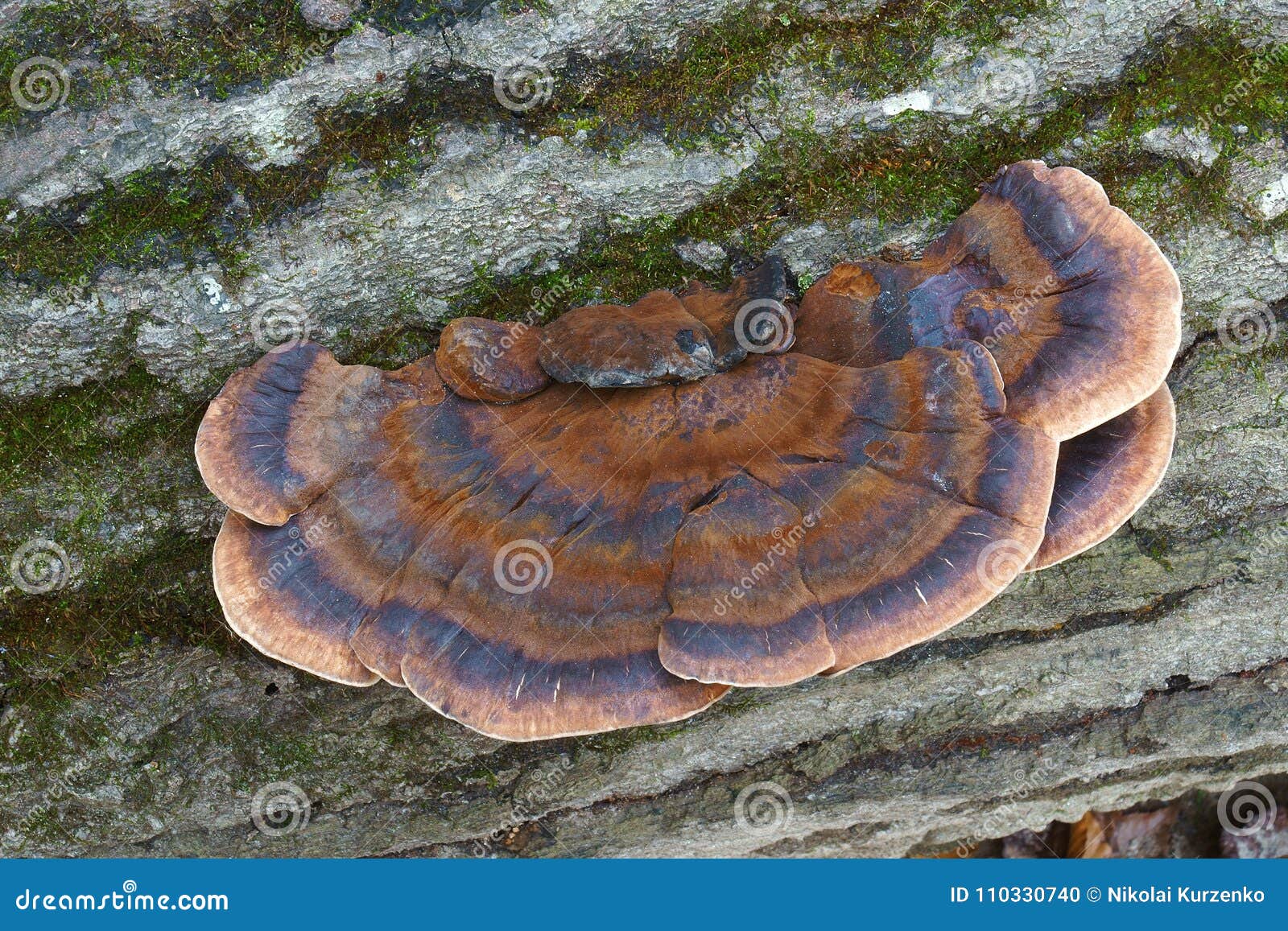 Resinous polypore fungus stock photo. Image of polypore - 110330740