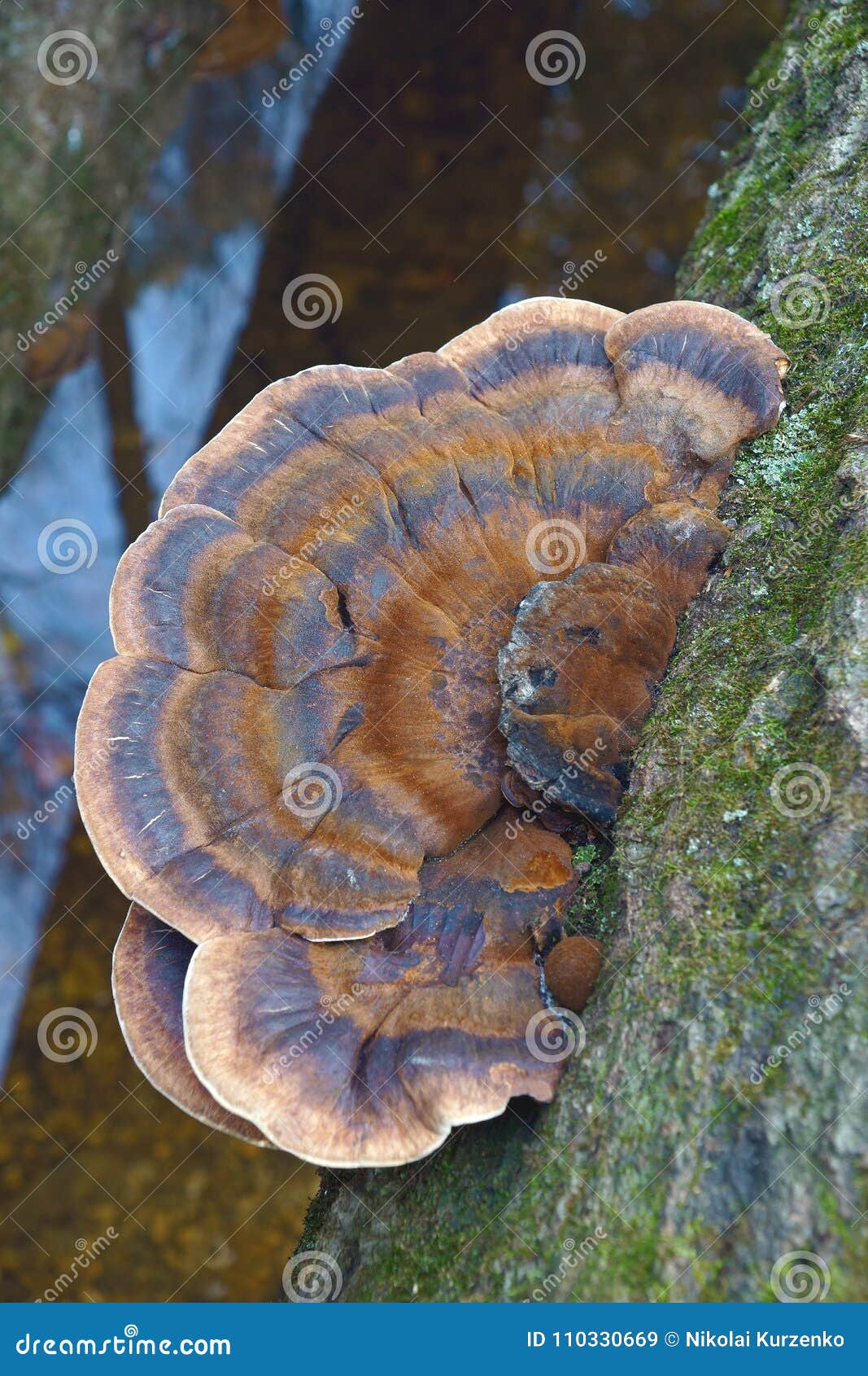 Resinous polypore fungus stock image. Image of resinosum - 110330669