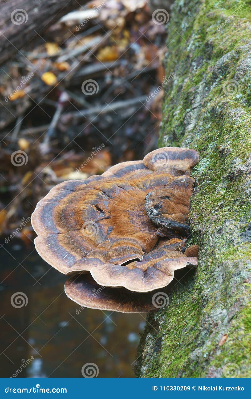 Resinous polypore fungus stock image. Image of mushroom - 110330209