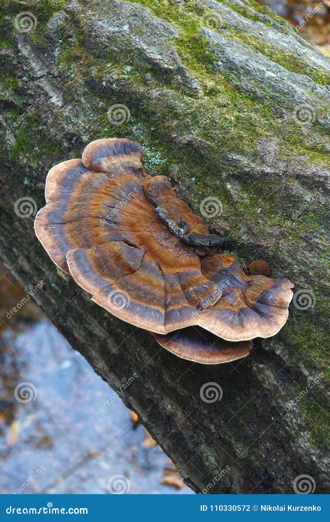 Resinous polypore fungus stock photo. Image of resinosum - 110330572
