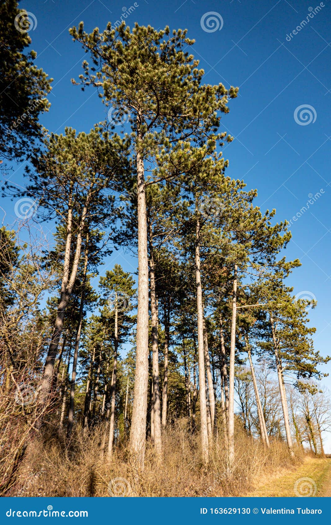 Resinous Trees and Blue Sky Stock Photo - Image of forest, green: 163629130