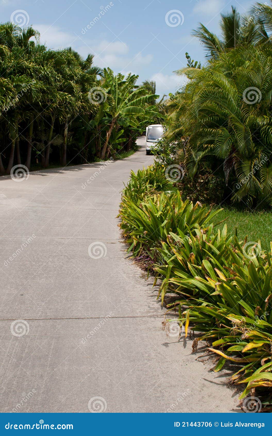 Resort pathway stock photo. Image of forest, hotel, antigua - 21443706