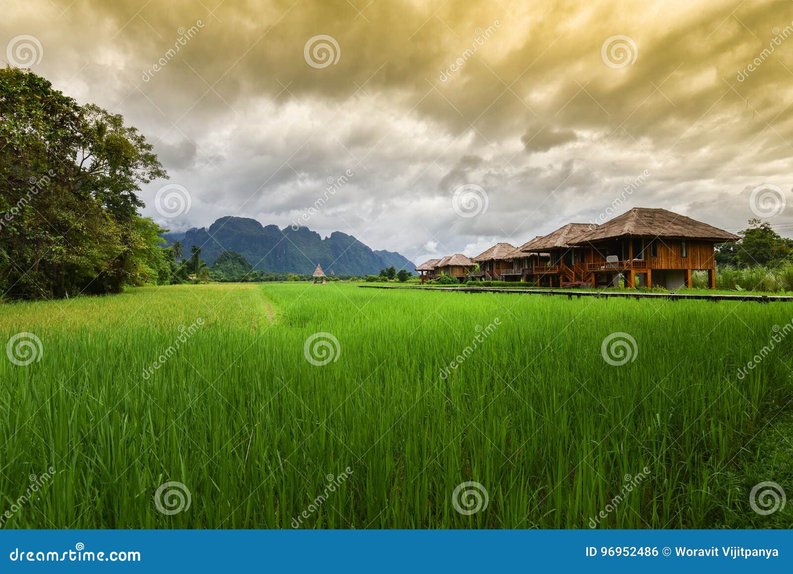 Resort with rice field stock photo. Image of landscape - 96952486