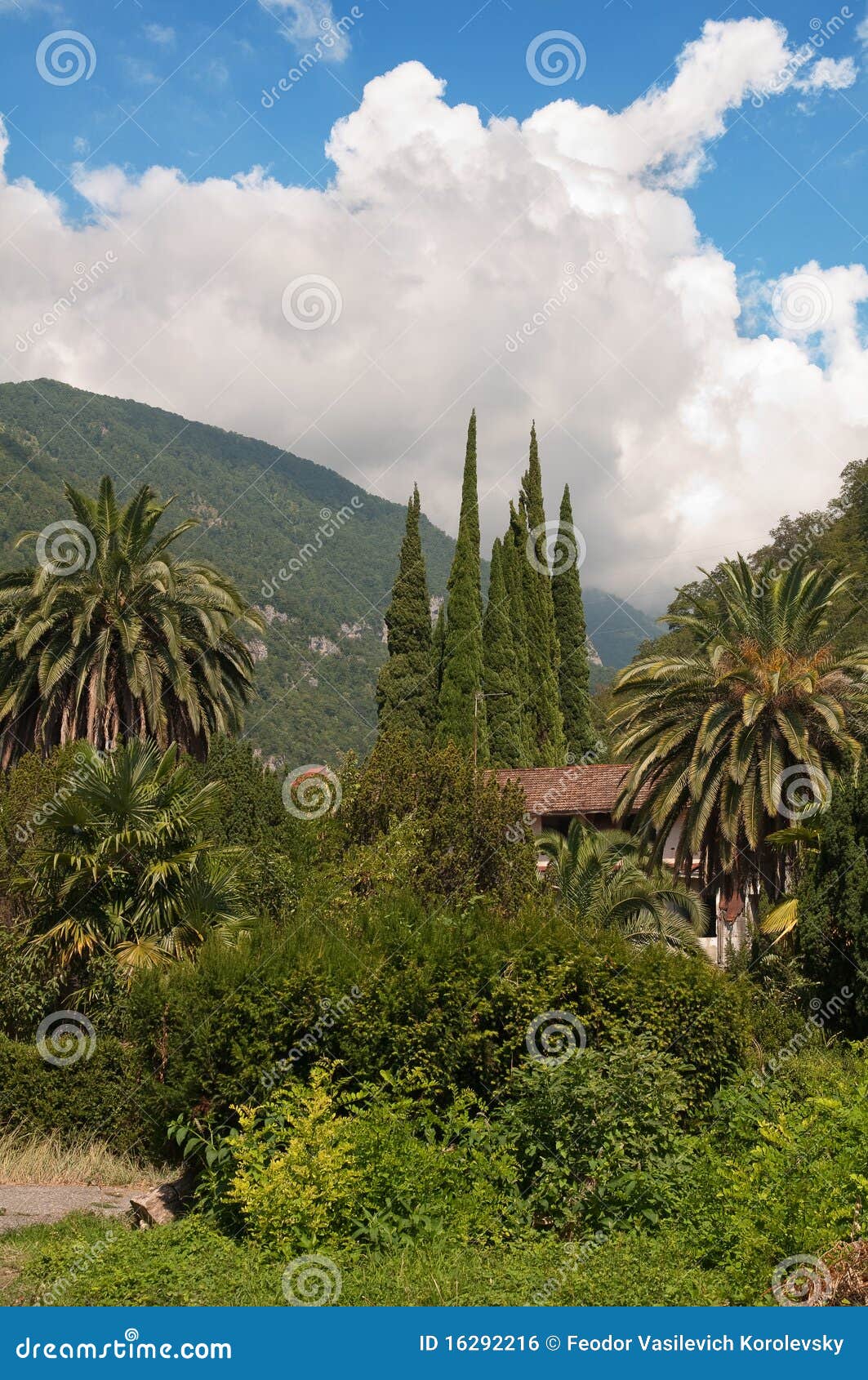 Resort in subtropics. stock photo. Image of date, black - 16292216