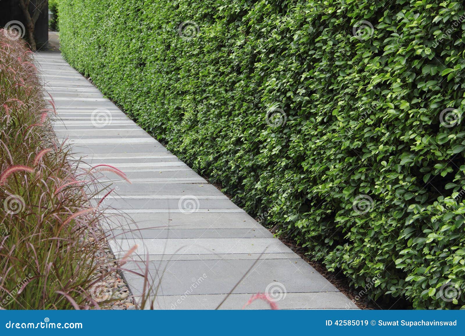 Resort Walkway Green Leaf Wall Stock Image - Image of tourism, outdoor ...