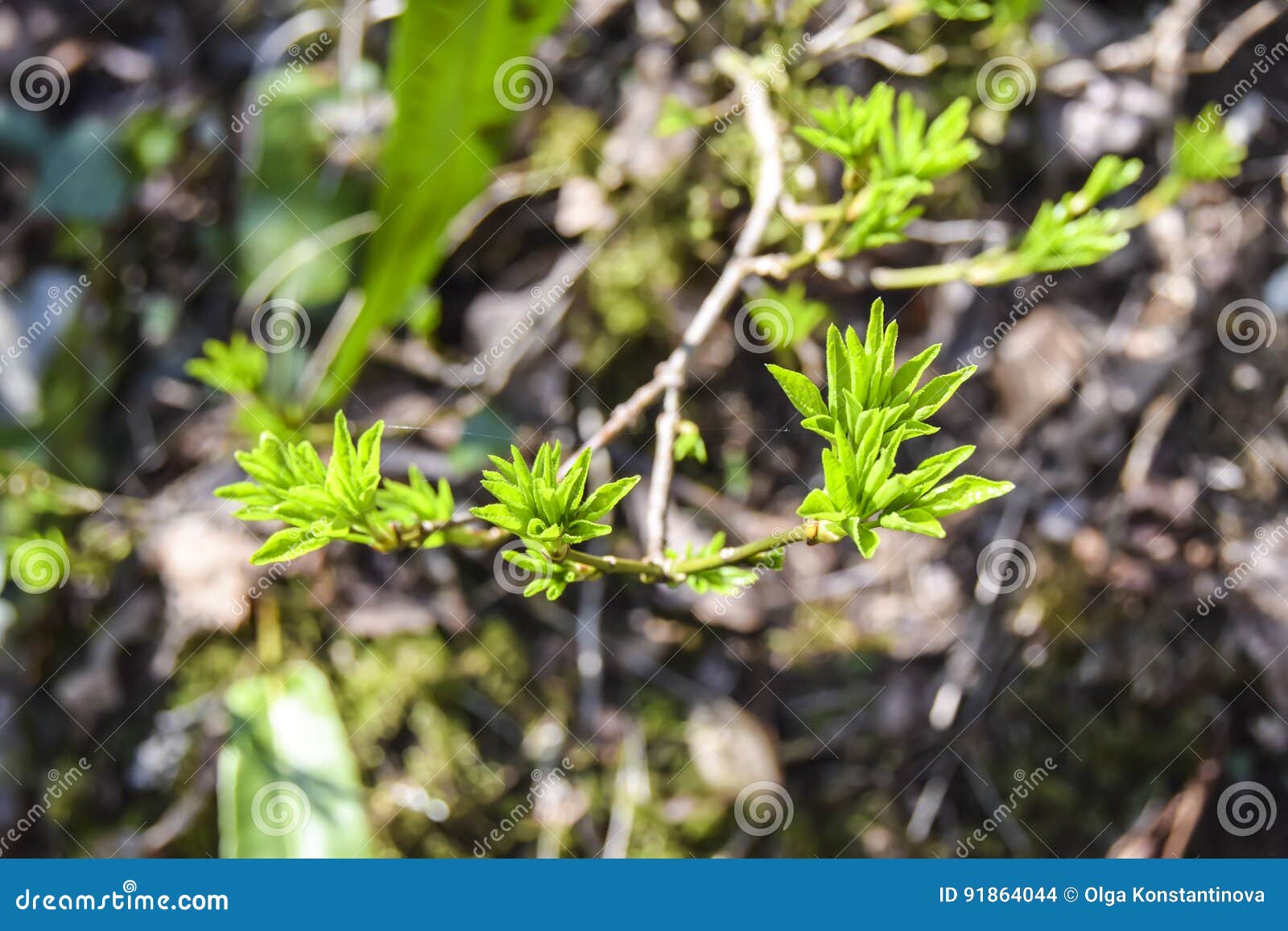 Resorte plano verde joven foto de archivo. Imagen de macro - 91864044