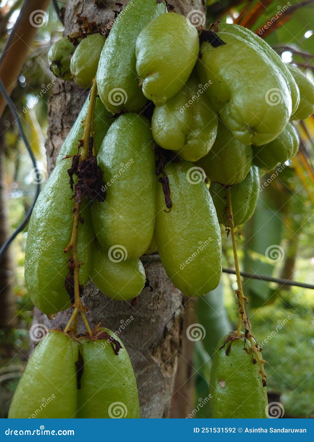 The Resourceful Biling Fruit Stock Photo - Image of biling, beebuyog ...