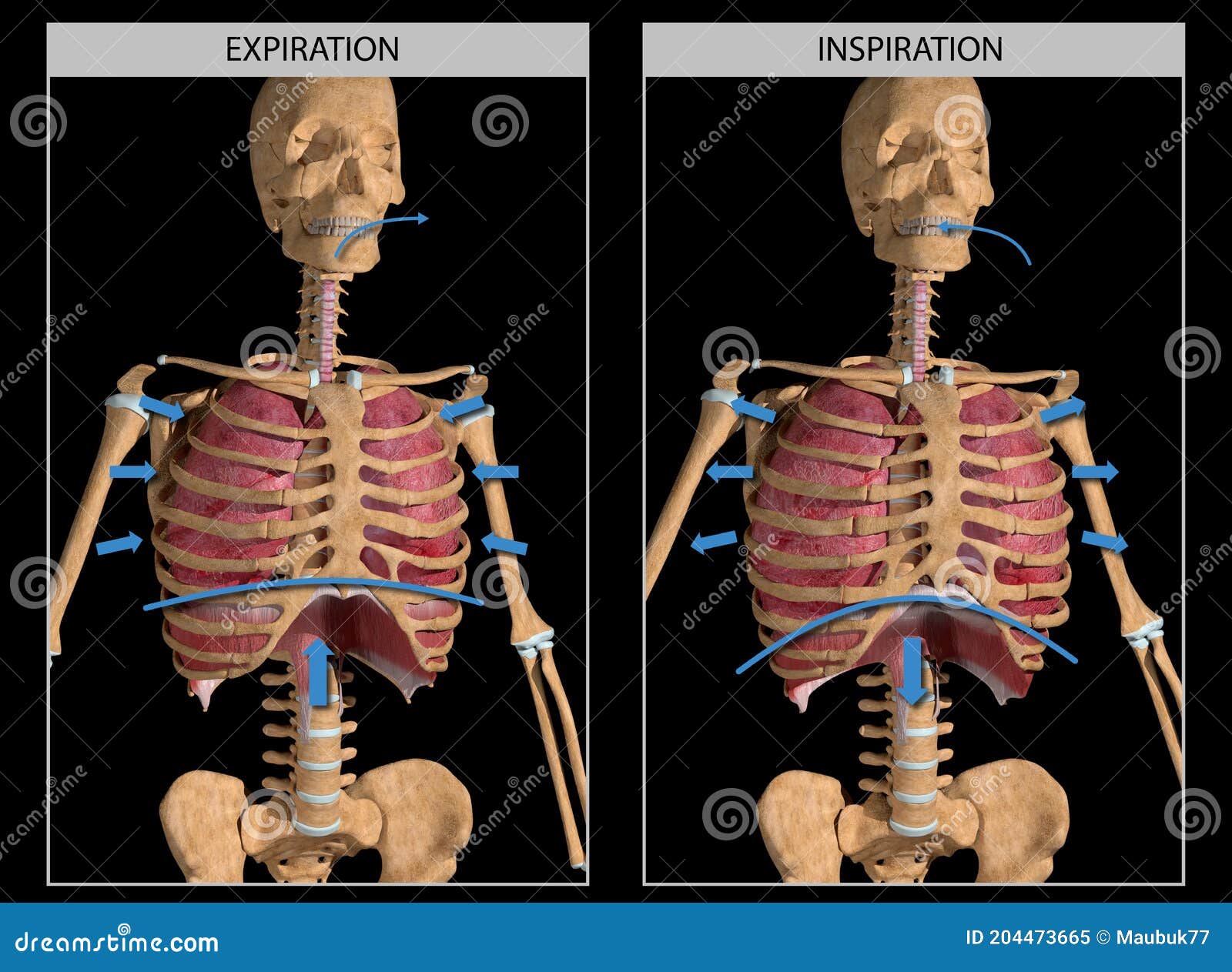 3d Illustration of Inspiration and Expiration in the Breathing ...