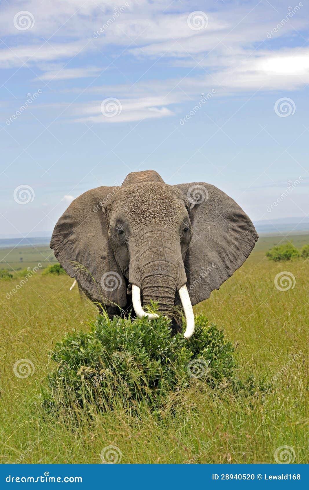 Respect stock photo. Image of elephant, savanna, ears - 28940520
