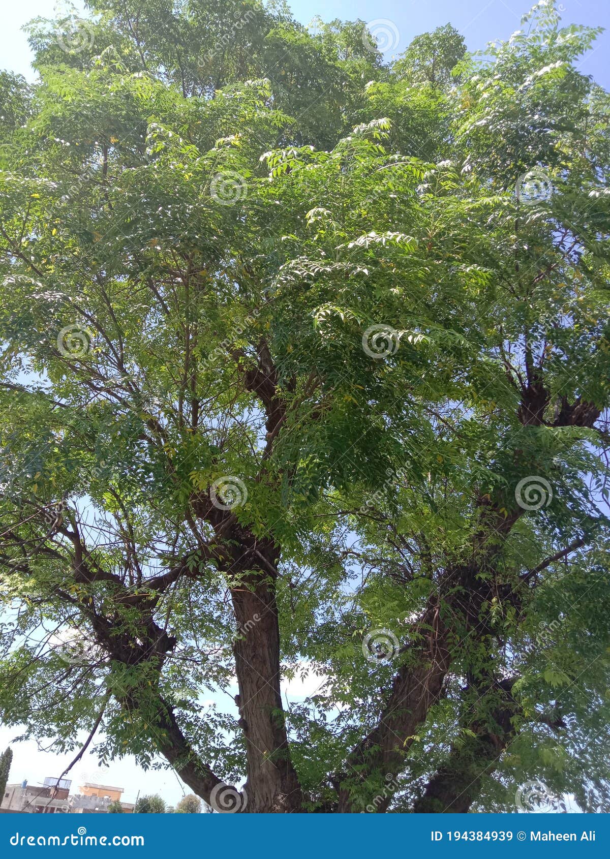 Respect the Green Trees they All are for Us Stock Image - Image of ...
