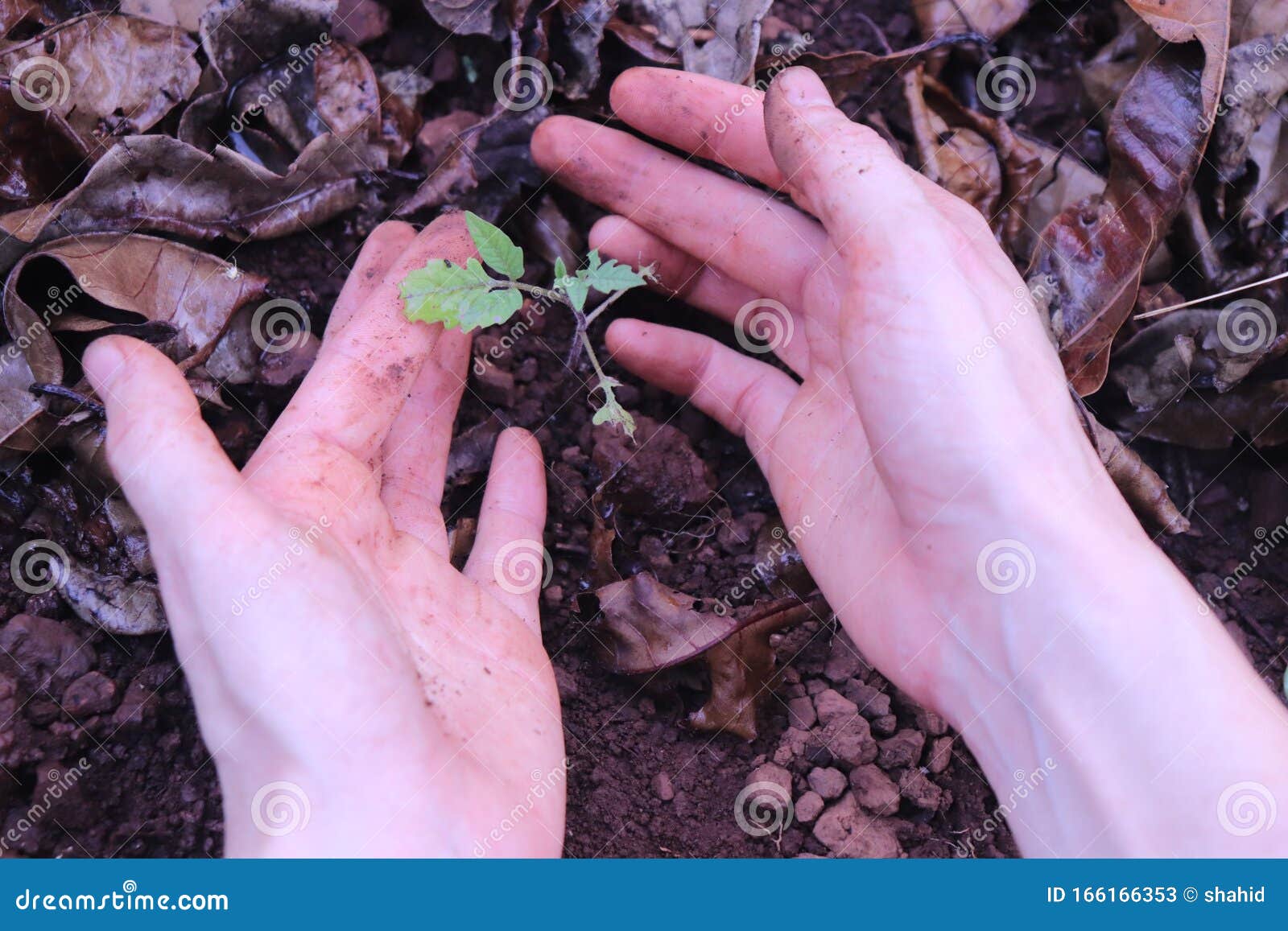 Respect plant stock image. Image of climate, hands, change - 166166353