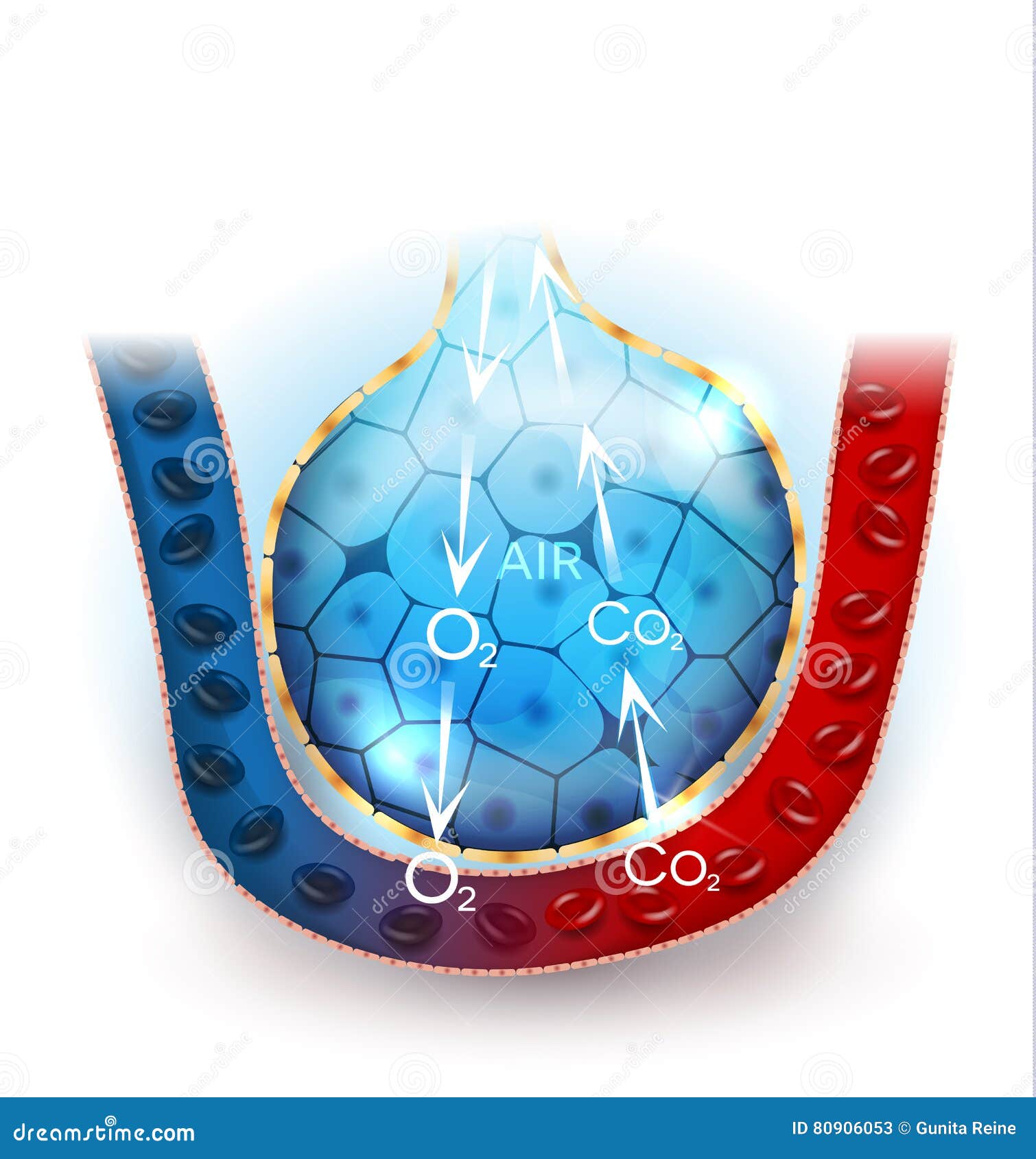 Respiración De Los Alvéolos Ilustración del Vector - Ilustración de ...