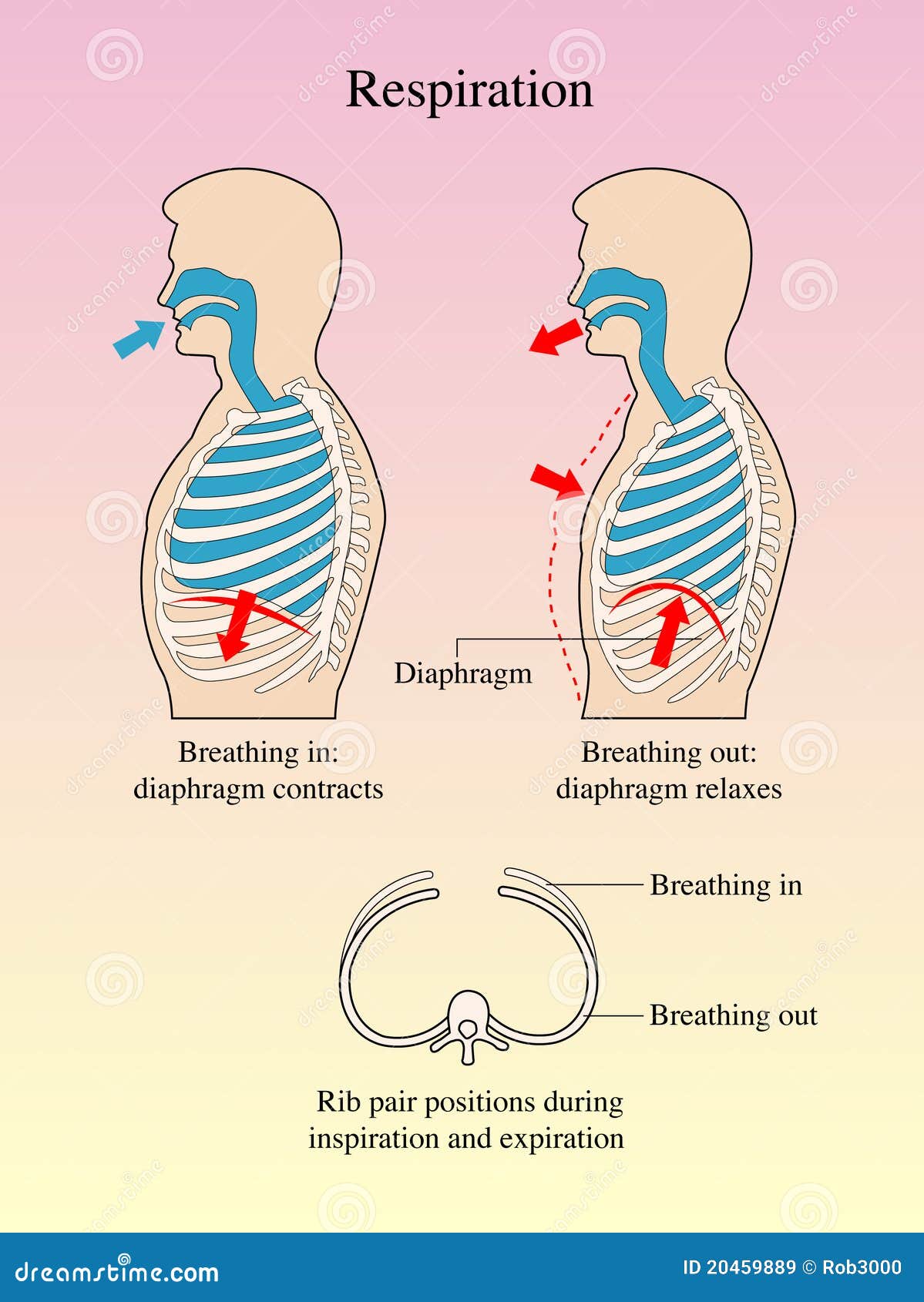 Respiration stock vector. Illustration of inspiration - 20459889