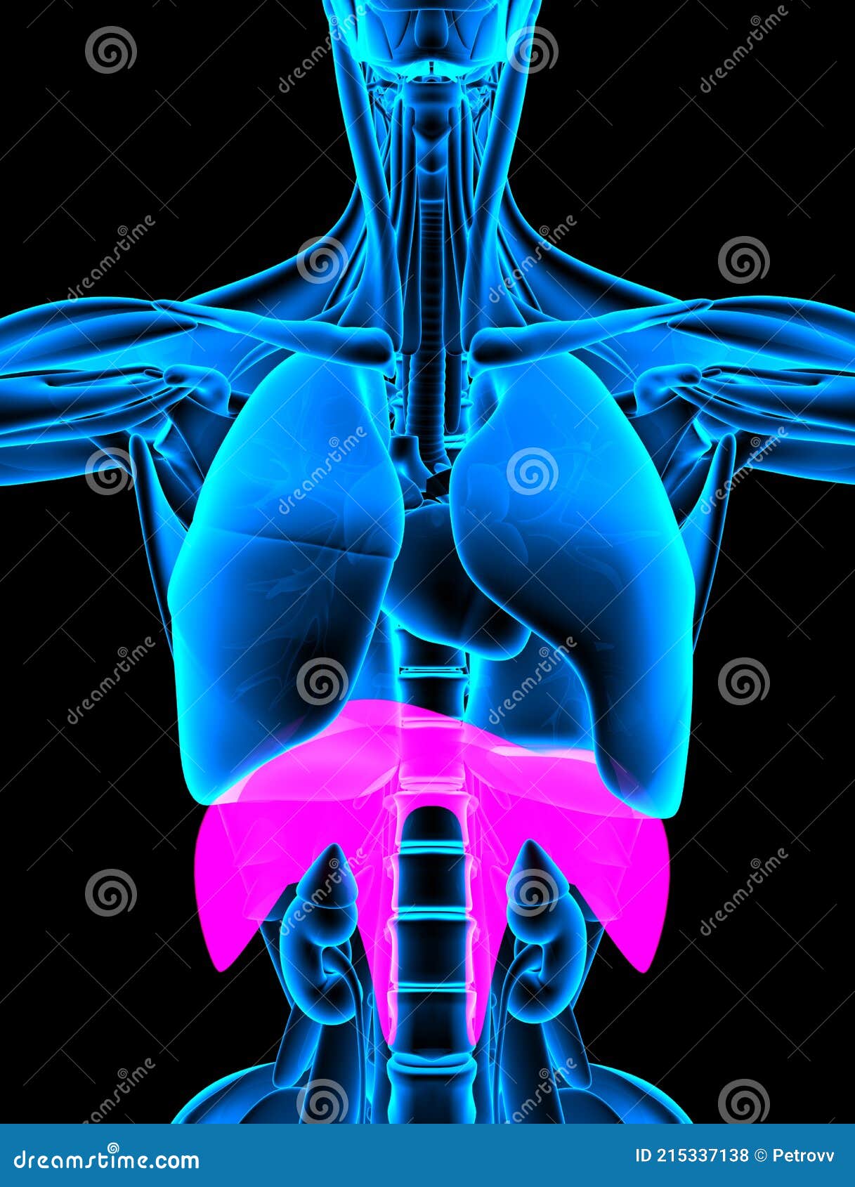 Respiratory Diaphragm in X-ray Stock Illustration - Illustration of ...