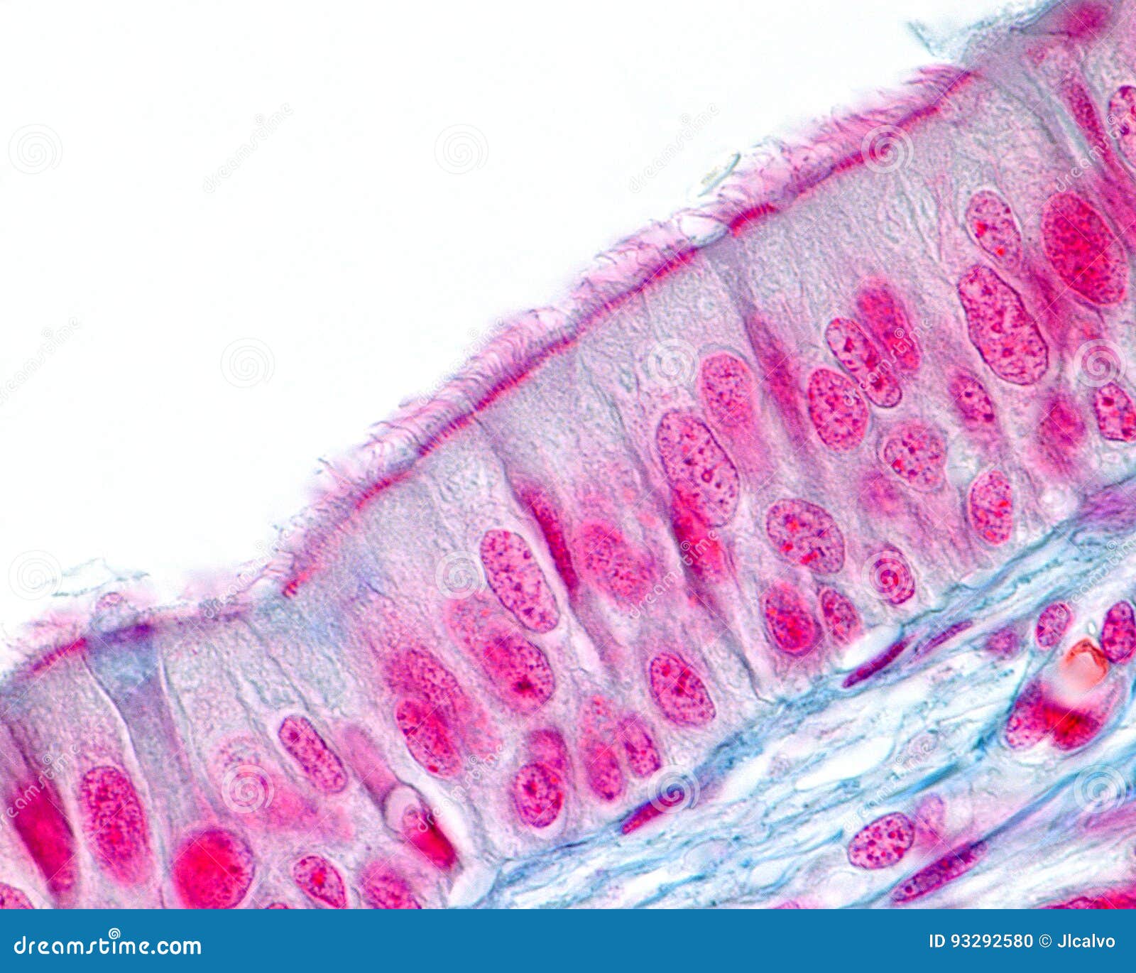 Pseudostratified Columnar Epithelium 400x