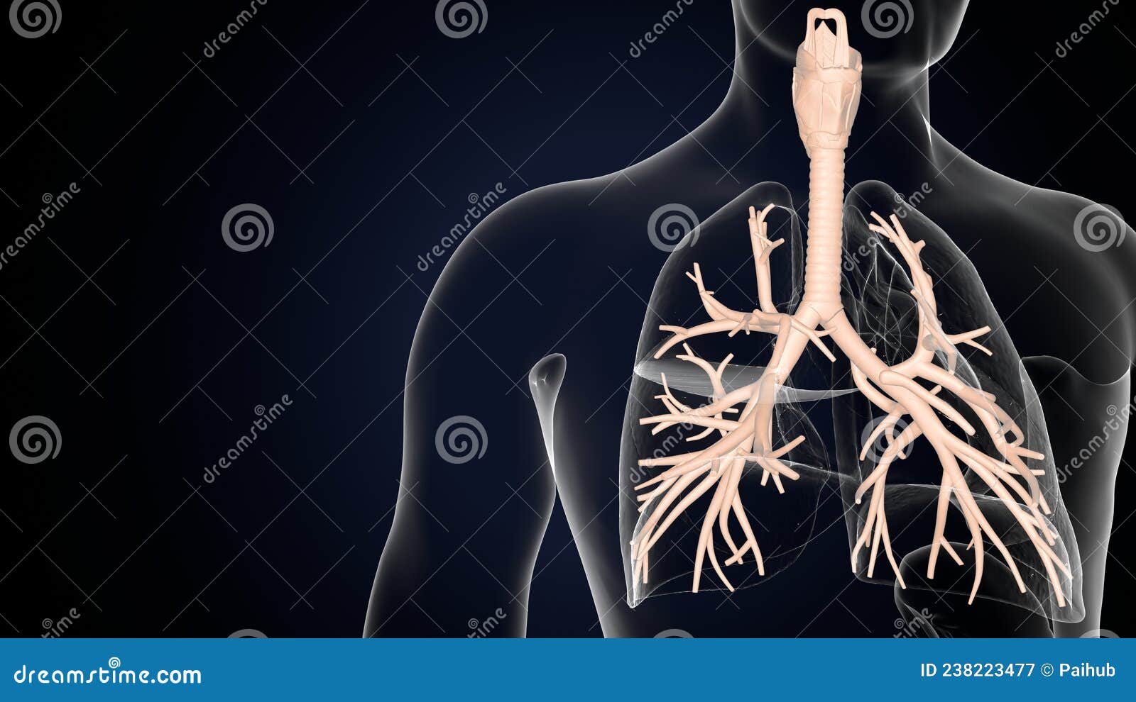 3d Illustartionm of Human Respiratory System Lungs Anatomy Stock ...