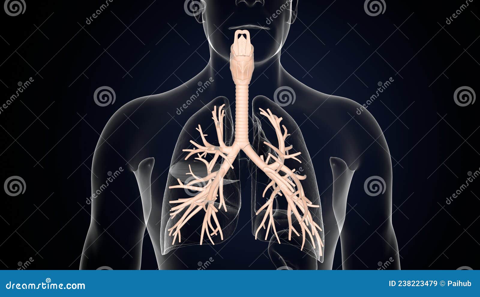 3d Illustartionm of Human Respiratory System Lungs Anatomy Stock ...