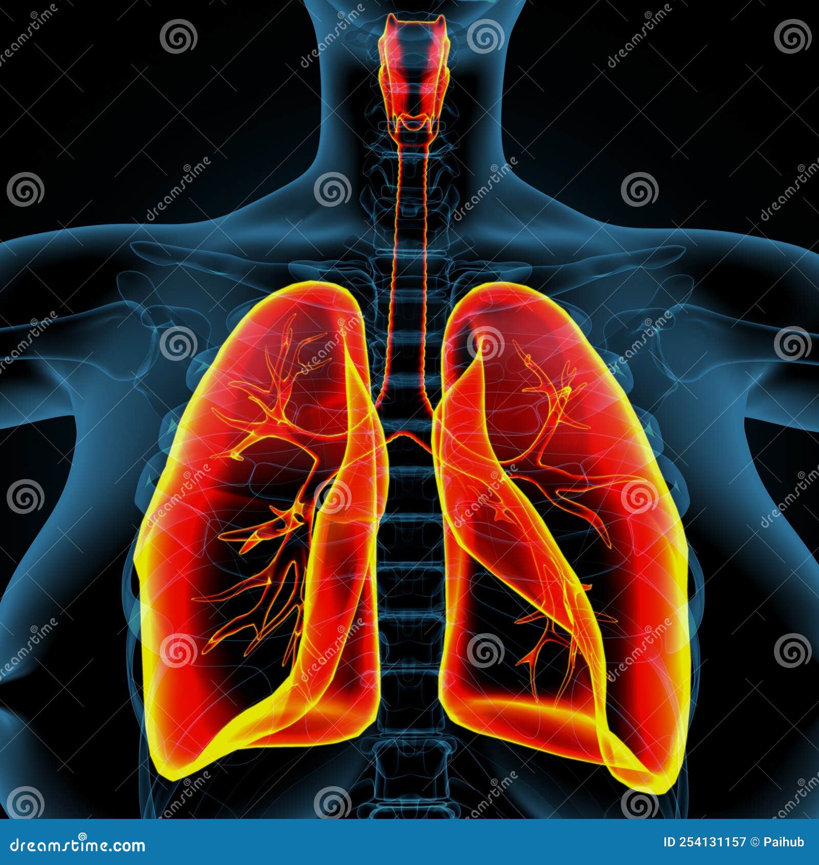 3d Illustration of Human Lungs Human Respiratory System Anatomy Stock ...