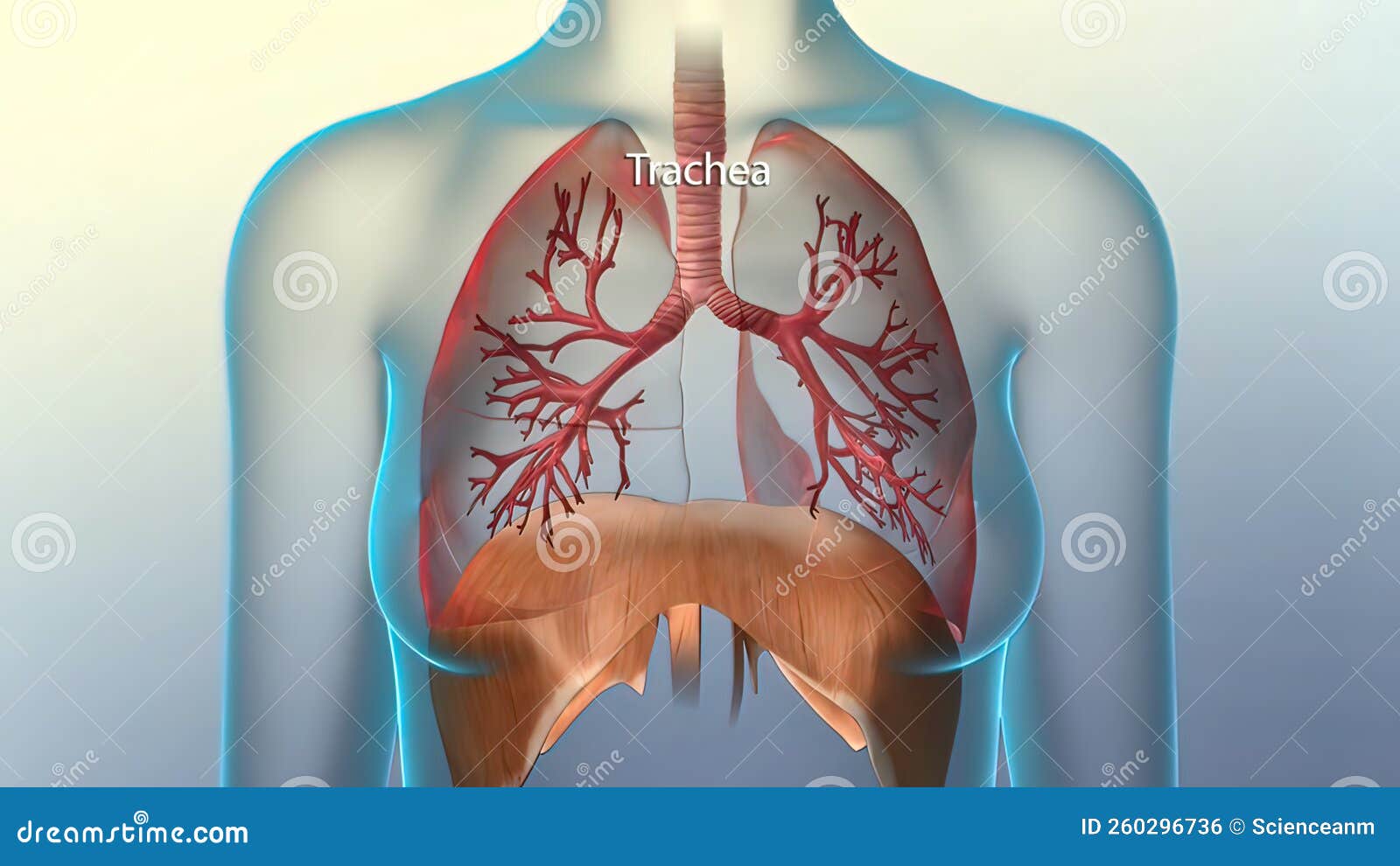 Respiratory System Alveoli and Capillaries Stock Illustration ... Respiratory System Alveoli and Capillaries Stock Illustration ...