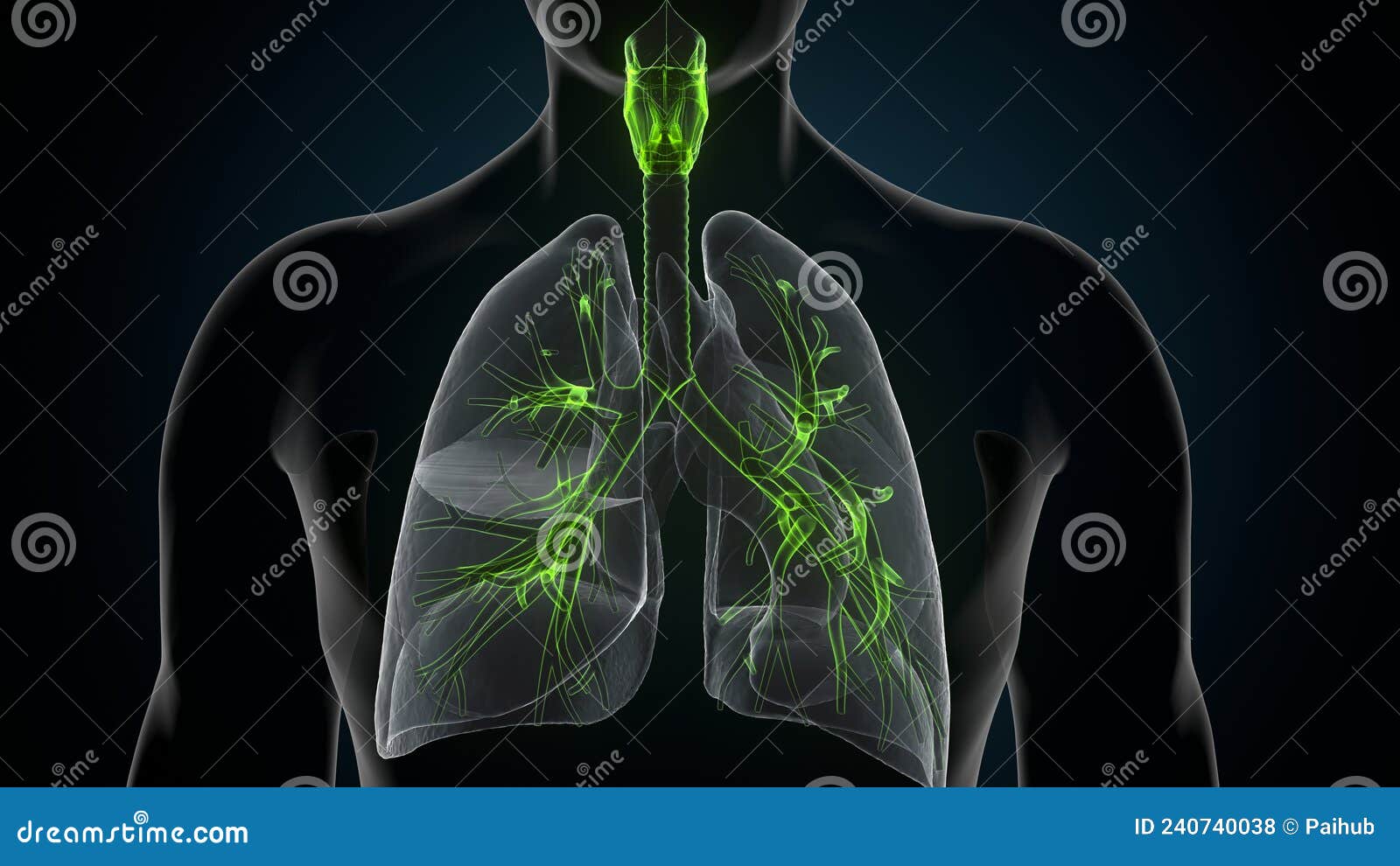 3d Illustartionm of Human Respiratory System Lungs Anatomy Stock ...