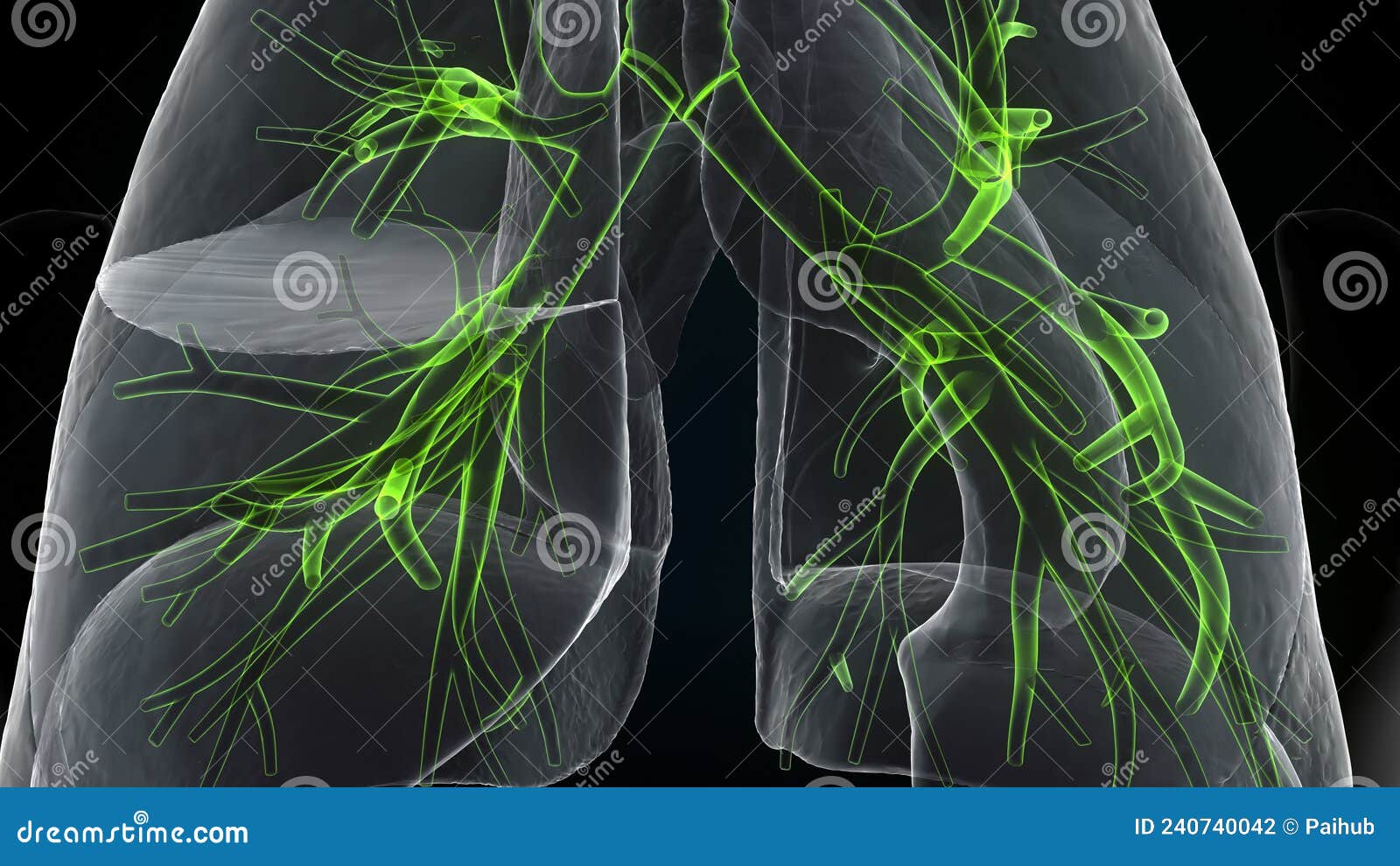 3d Illustartionm of Human Respiratory System Lungs Anatomy Stock ...
