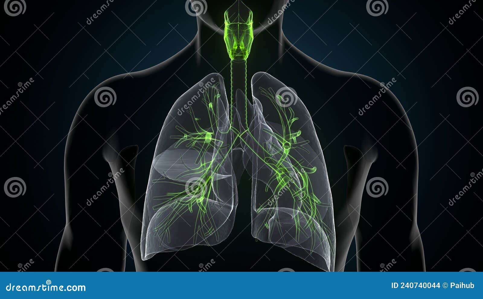 3d Illustartionm of Human Respiratory System Lungs Anatomy Stock ...
