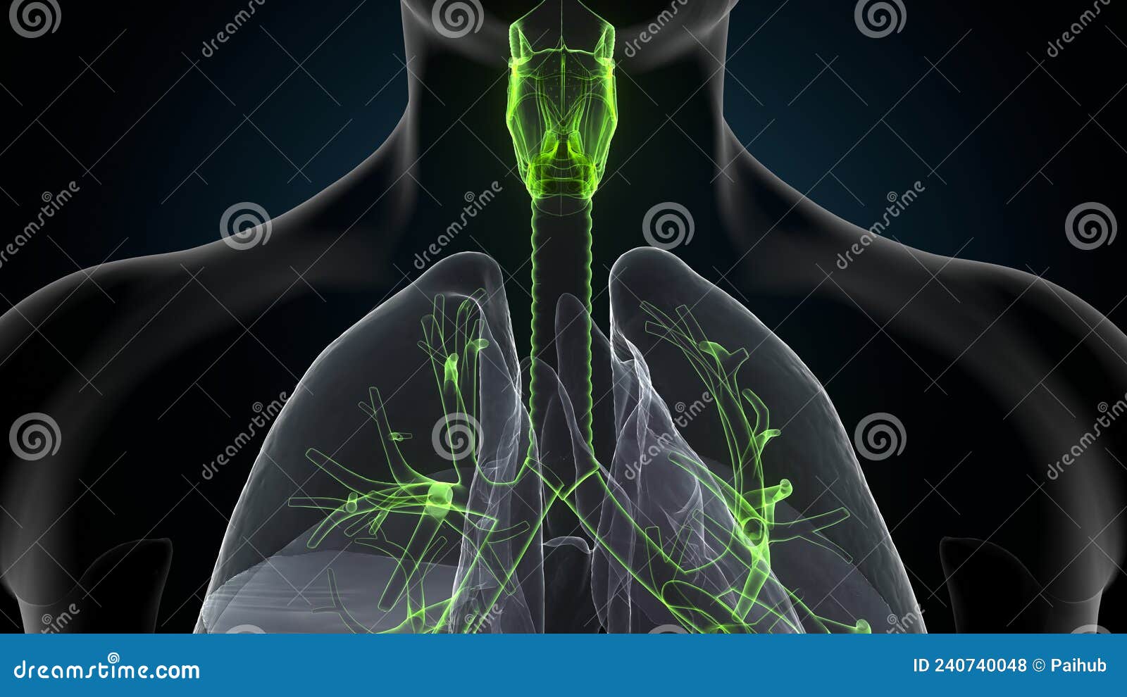 3d Illustartionm of Human Respiratory System Lungs Anatomy Stock ...