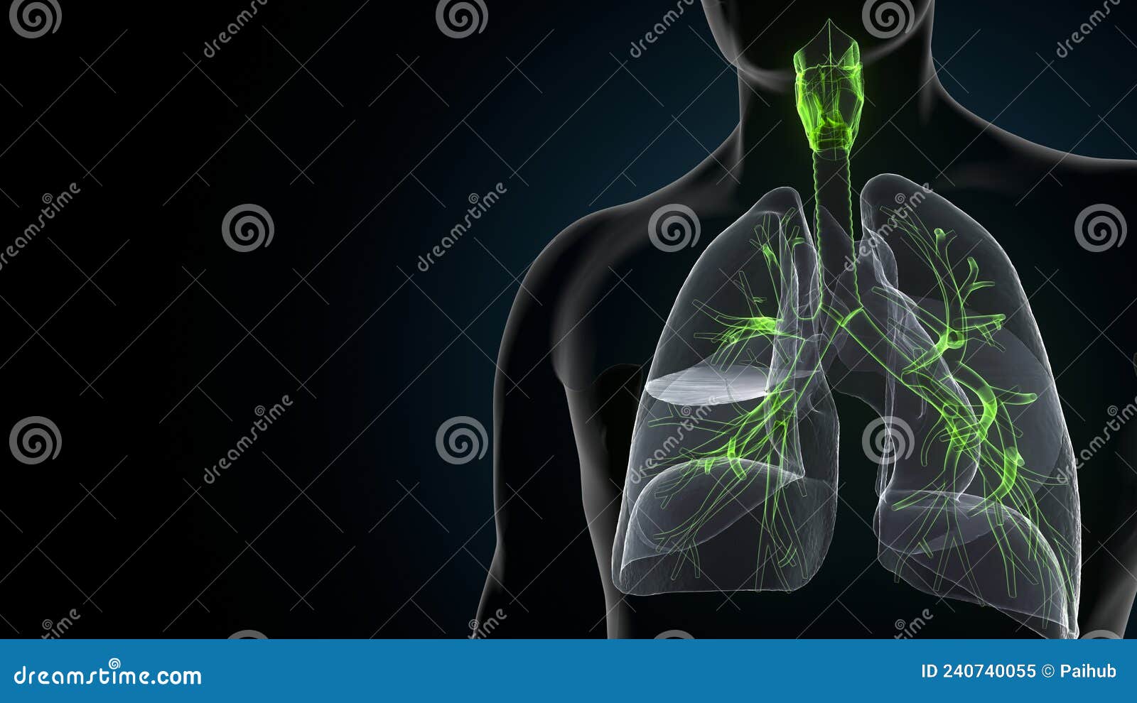 3d Illustartionm of Human Respiratory System Lungs Anatomy Stock ...