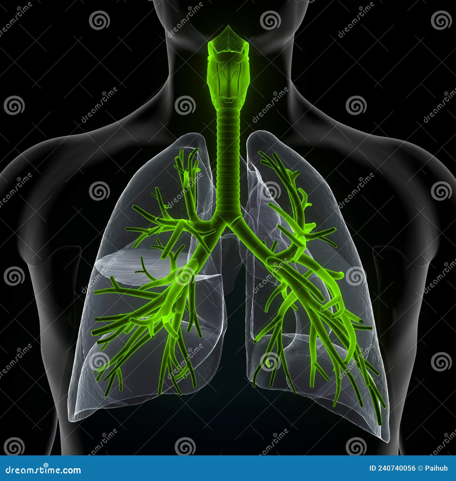 3d Illustartionm of Human Respiratory System Lungs Anatomy Stock ...