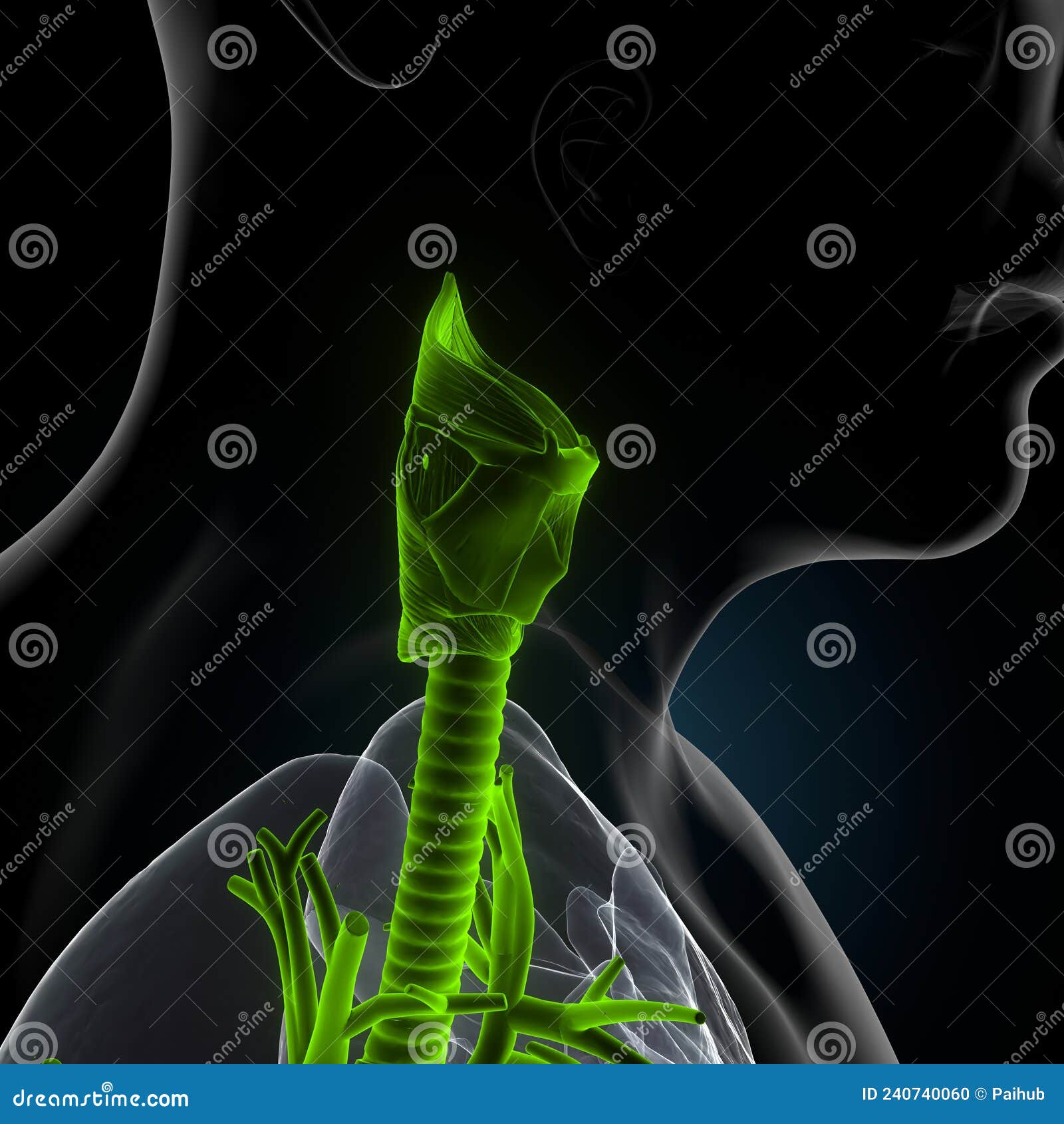 3d Illustartionm of Human Respiratory System Lungs Anatomy Stock ...